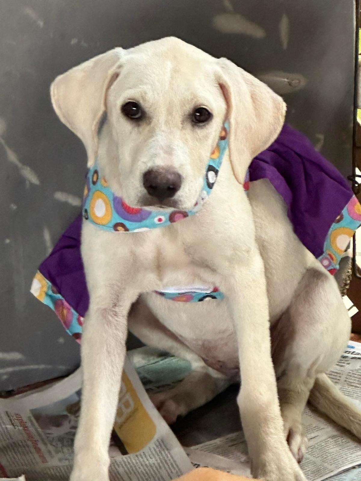 Dog for adoption - PRINCESS JEAN, a Labrador Retriever in New York, NY ...