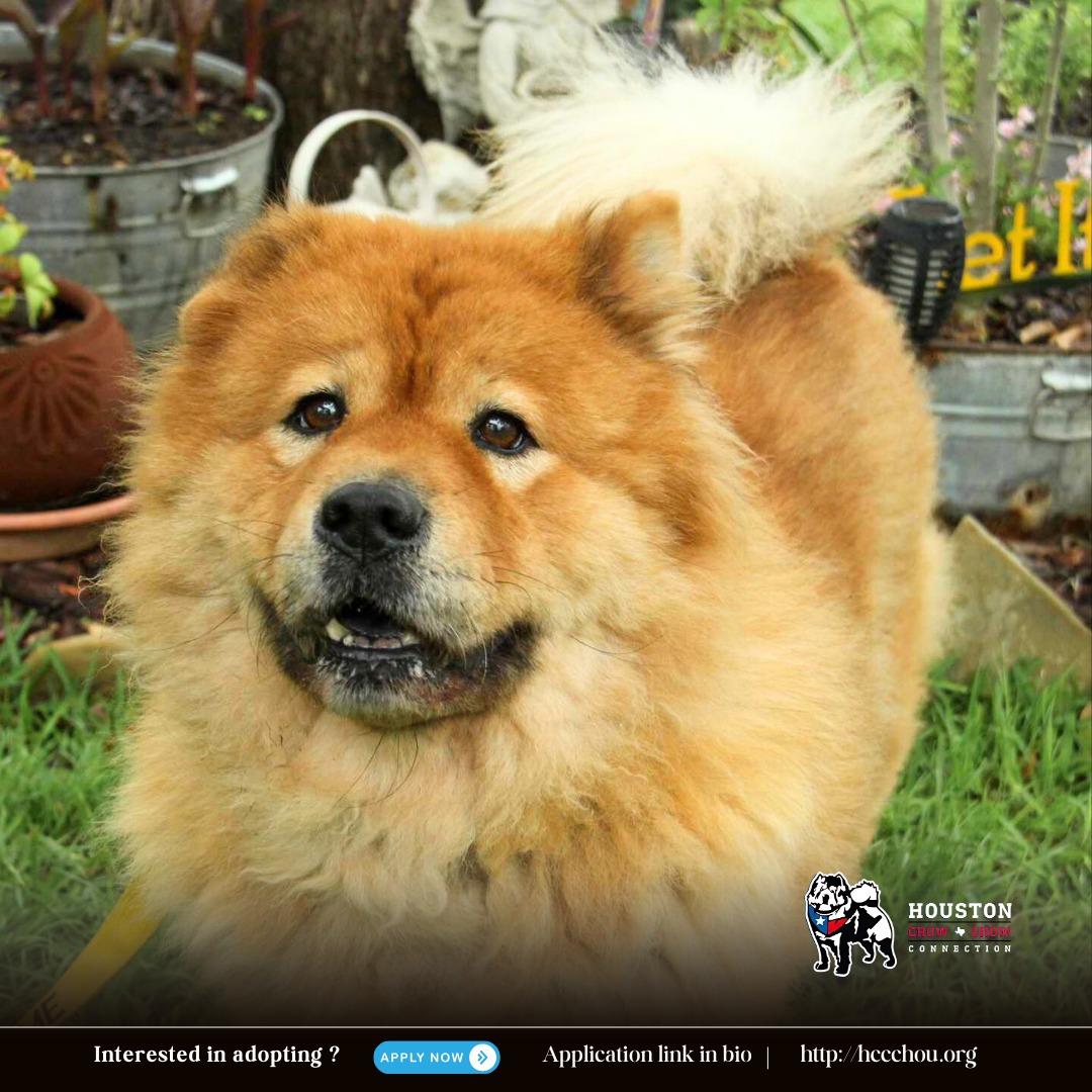 Dog for adoption - Echo, a Chow Chow in Minot, ND | Petfinder