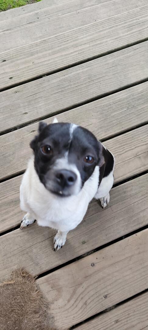 Dog for adoption - Lila, a Chihuahua & Jack Russell Terrier Mix in ...