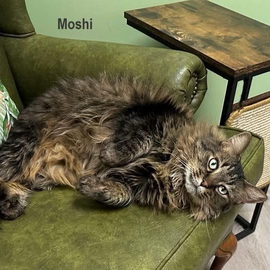 Cat for adoption - Moshi Avo 1019, a Domestic Medium Hair in Farmington ...