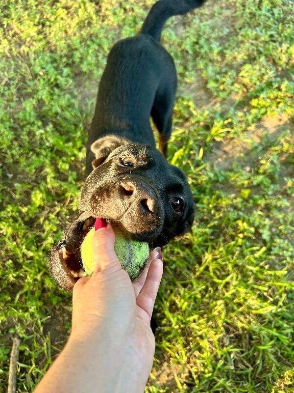 Dog for adoption - Rex the goofy good boy, a Black Labrador Retriever ...