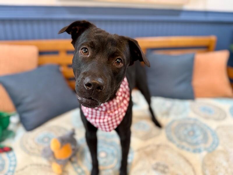 Dog for adoption - Rex the goofy good boy, a Black Labrador Retriever ...