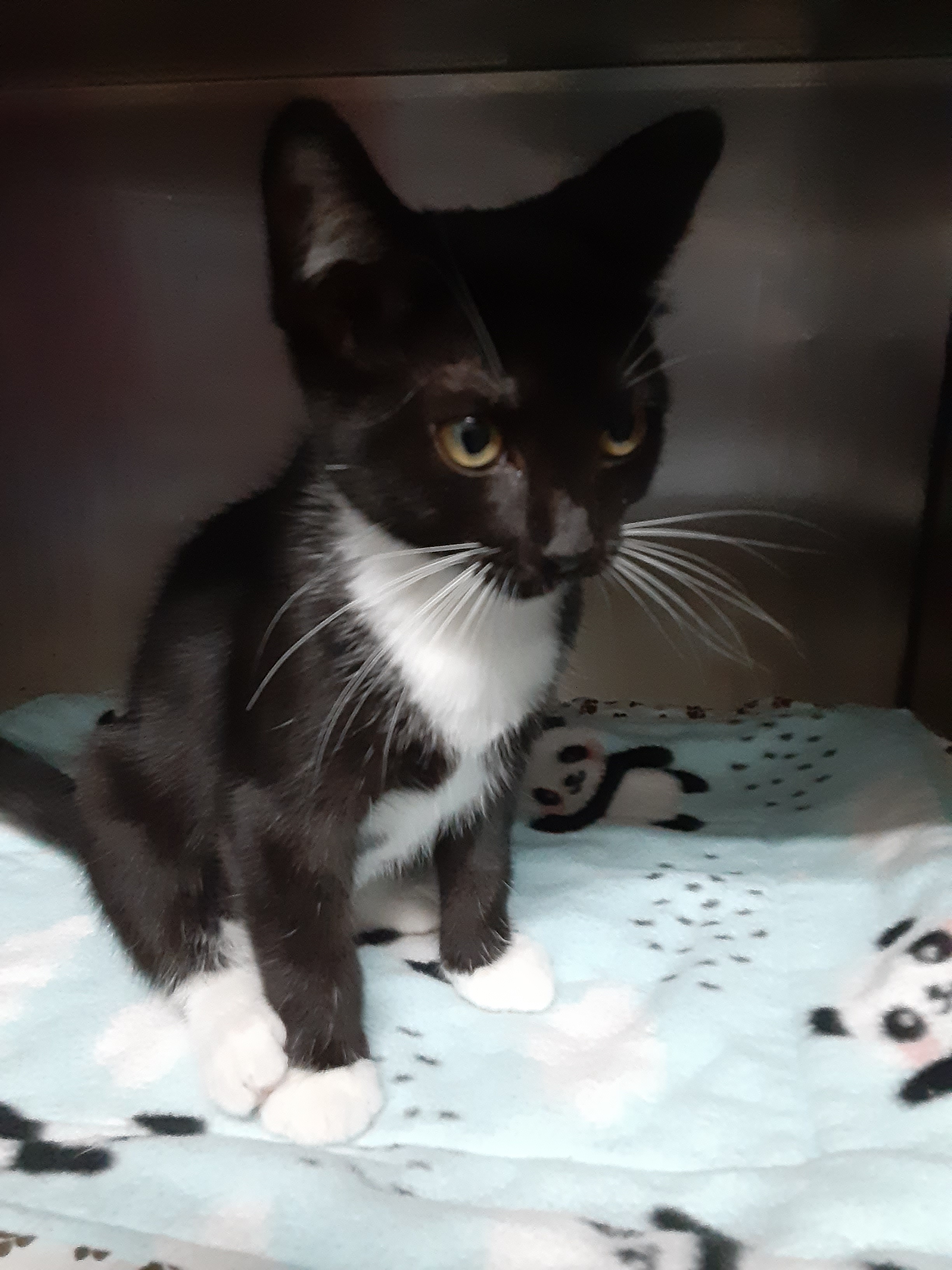 Cat for adoption - Sousaphone, a Domestic Short Hair in Marshall, NC ...