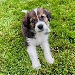 Dog for adoption - Flock of Seagulls, a Border Collie Mix in Midlothian ...