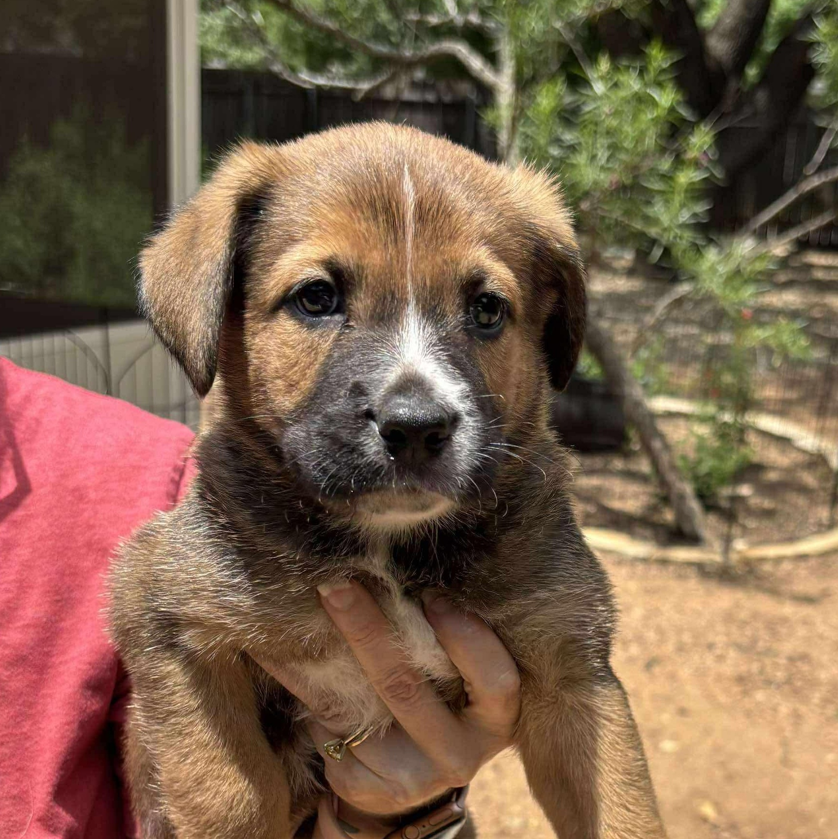 Dog for adoption - Quasar, a Spaniel Mix in San Antonio, TX | Petfinder