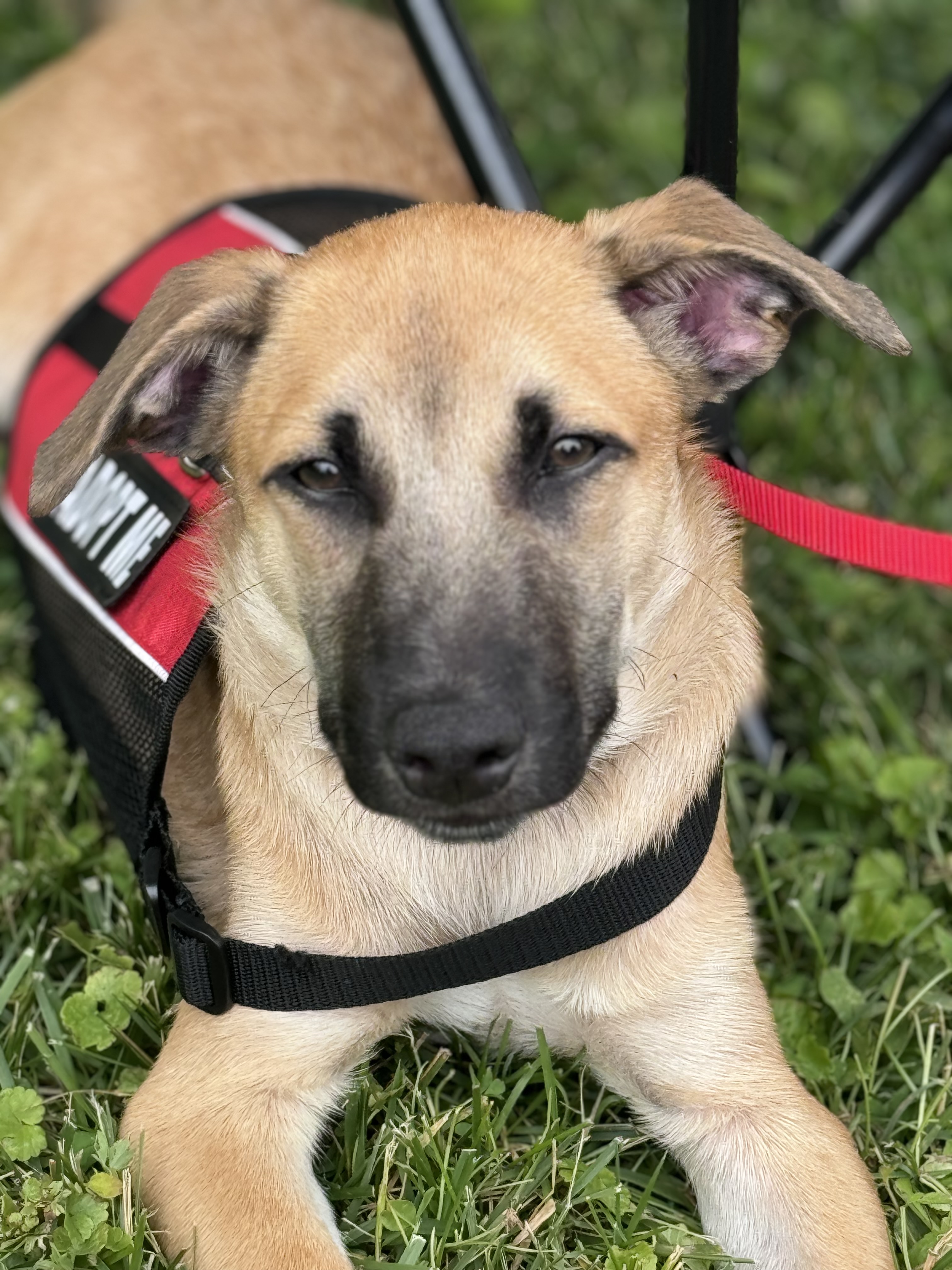 Hart Animal Rescue - Available Animals