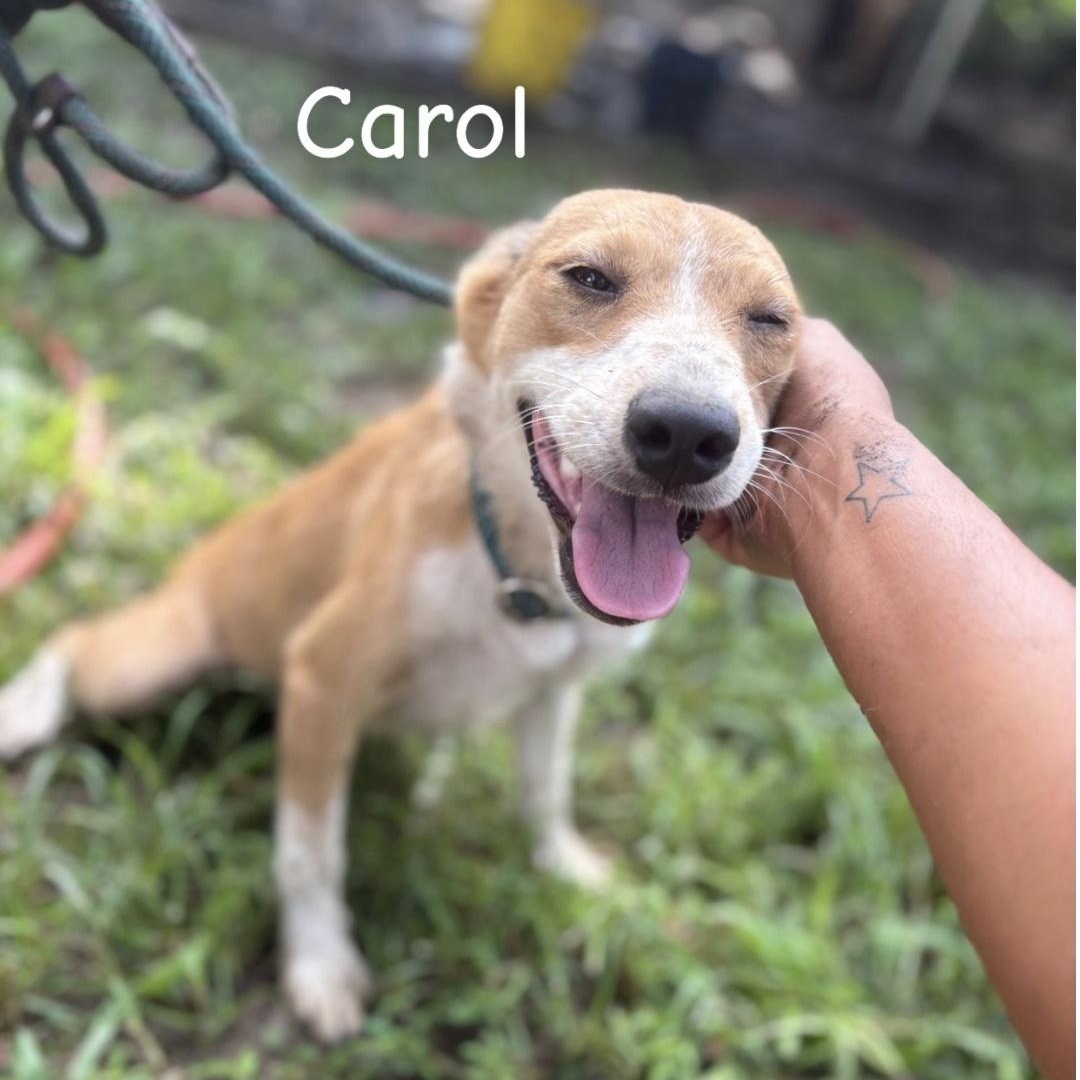 Dog for adoption - Carol - 8 Month Old-Rare Lovehound-Carolina Dog Mix ...