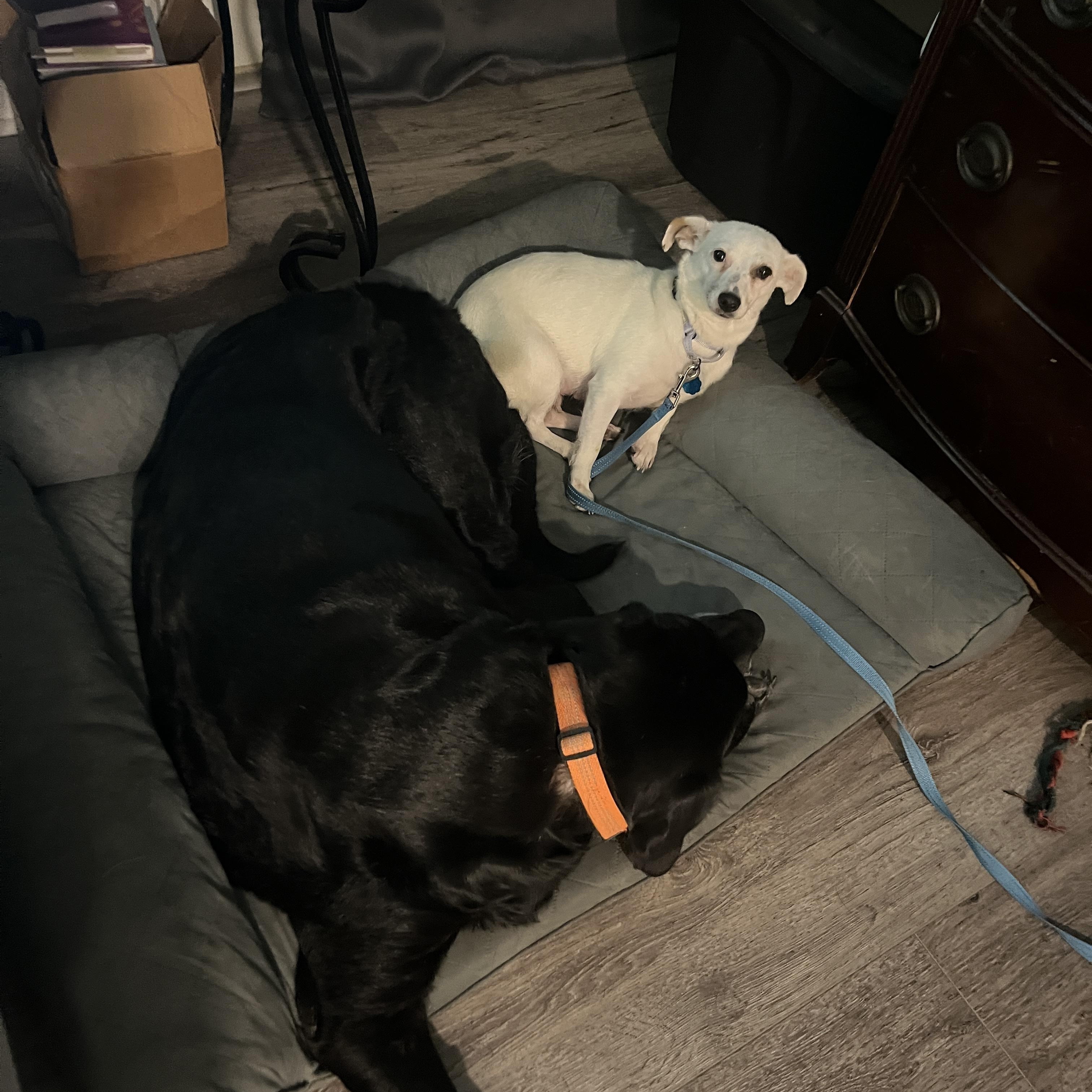 Dog for adoption - BETTY (Sweet, Quiet, Shy, Happy, Playful Little Girl ...