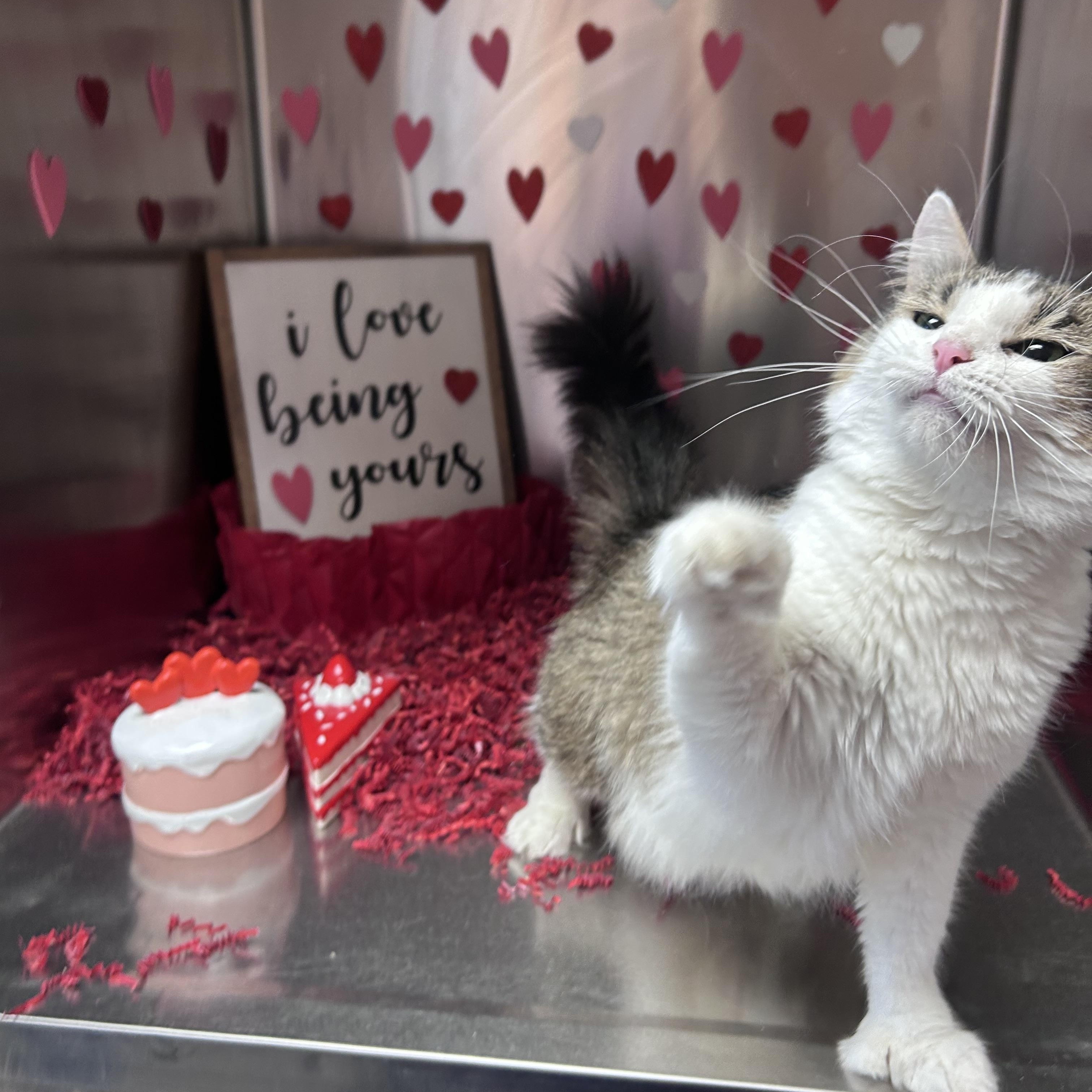 Nutella - Adoptable Pet | Petfinder | Petfinder