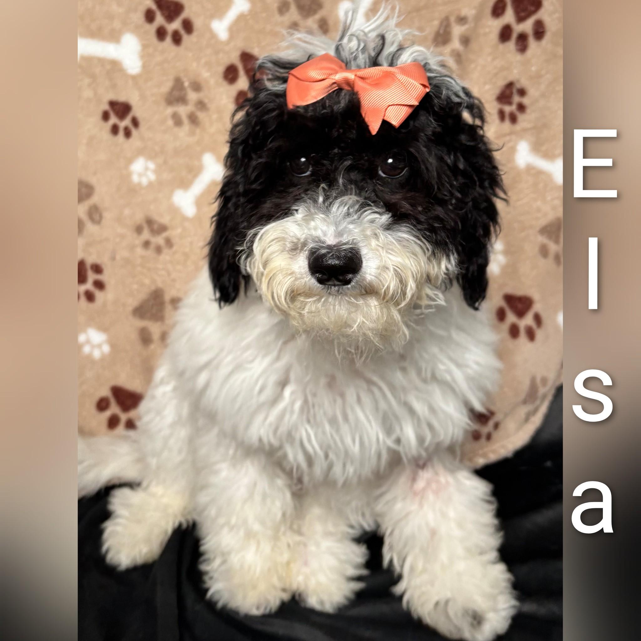 Dog for adoption - Elsa, a Miniature Poodle in Fredericksburg, VA ...