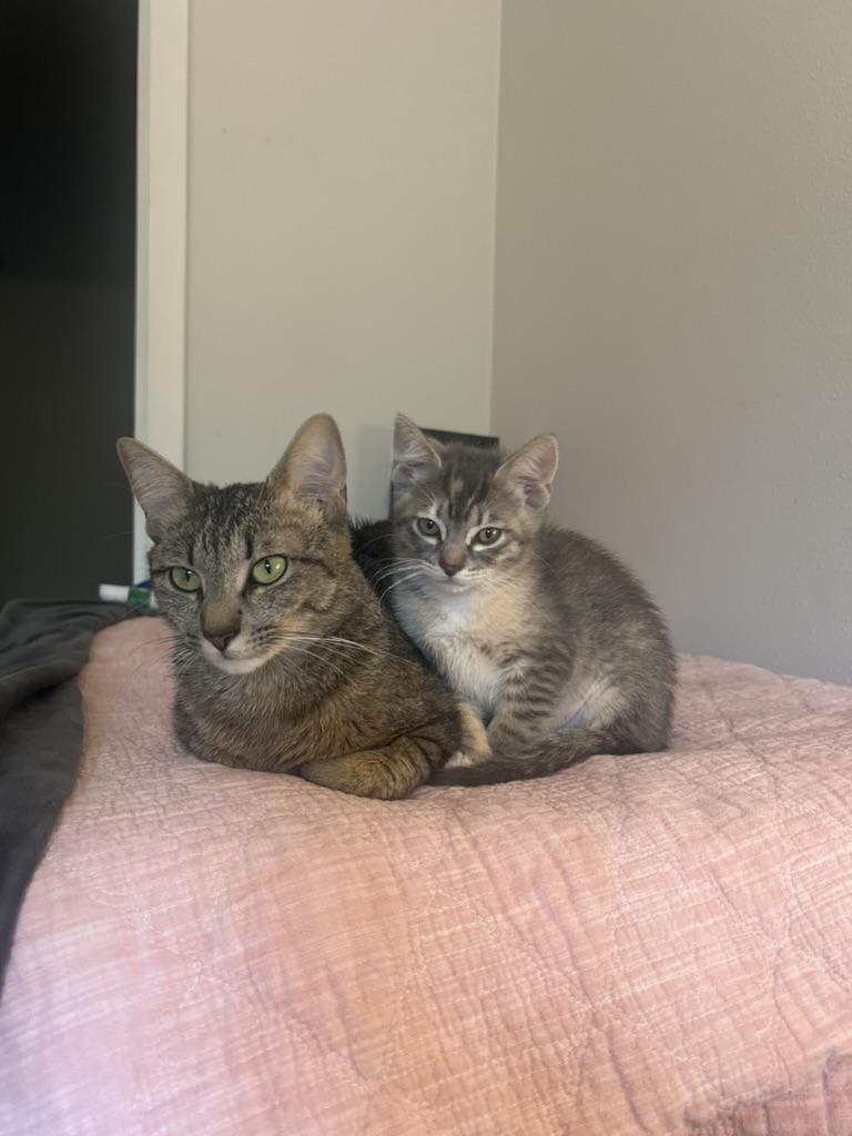 Cat for adoption - Sunflower and Lavender - Mother daughter duo, a ...