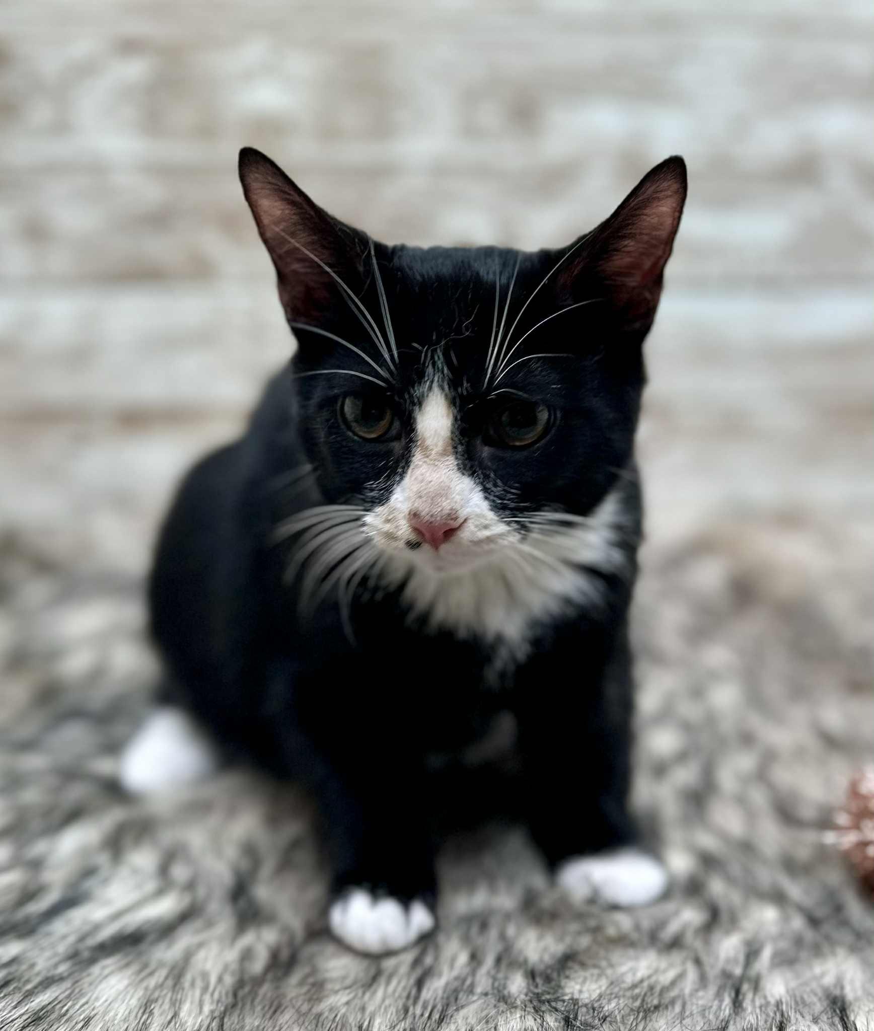 Cat for adoption - Mason, a Domestic Short Hair in Lexington, KY | Petfinder