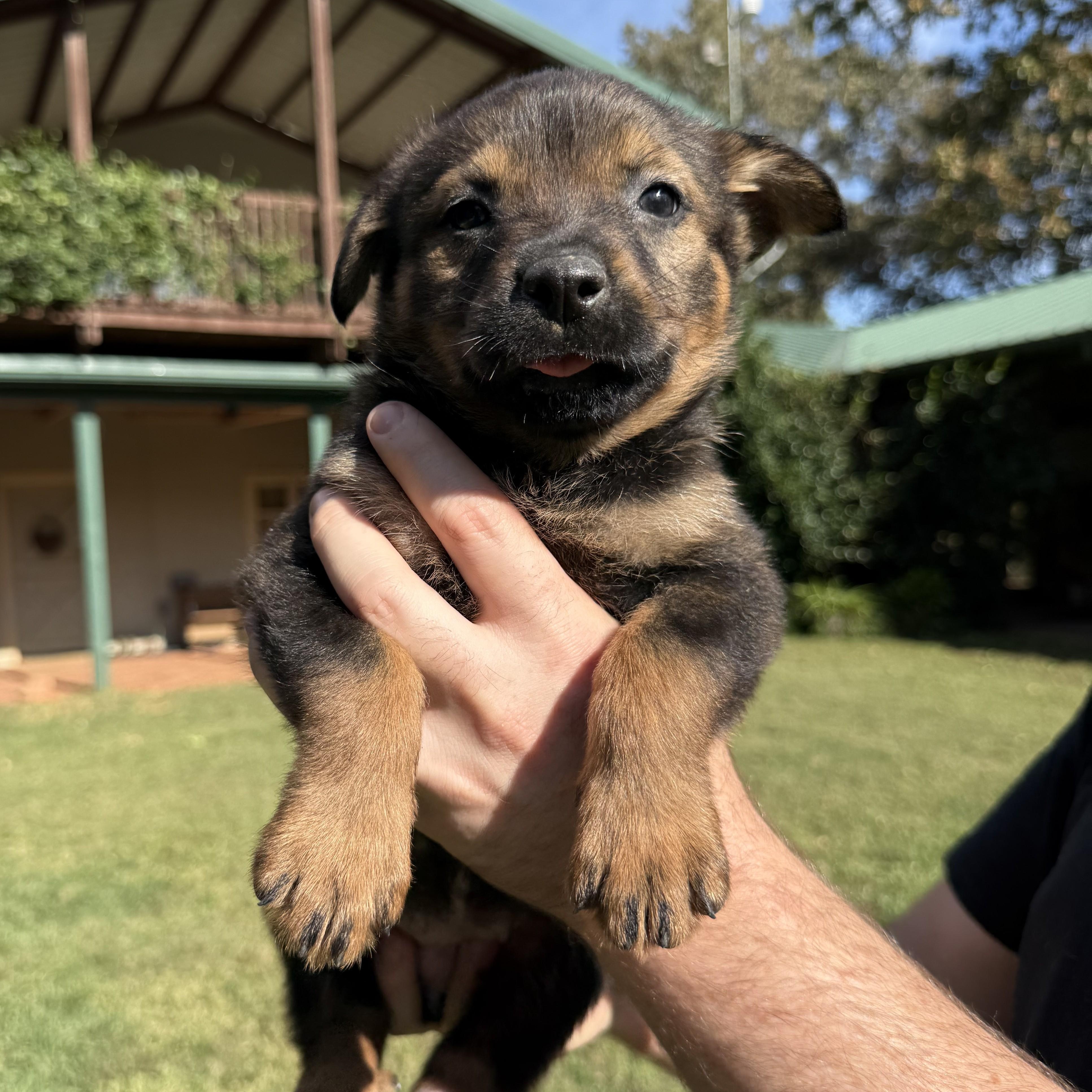 Dog for adoption - Alani, a Rottweiler & German Shepherd Dog Mix in ...