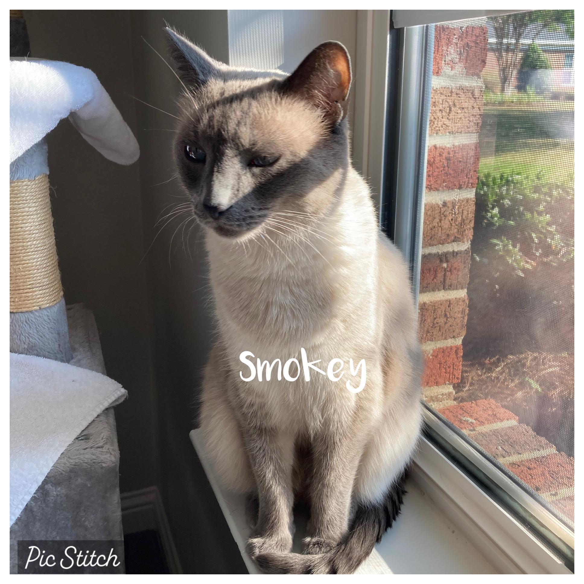 Cat for adoption - Smokey & The Bandit, a Siamese in Tuscaloosa, AL ...