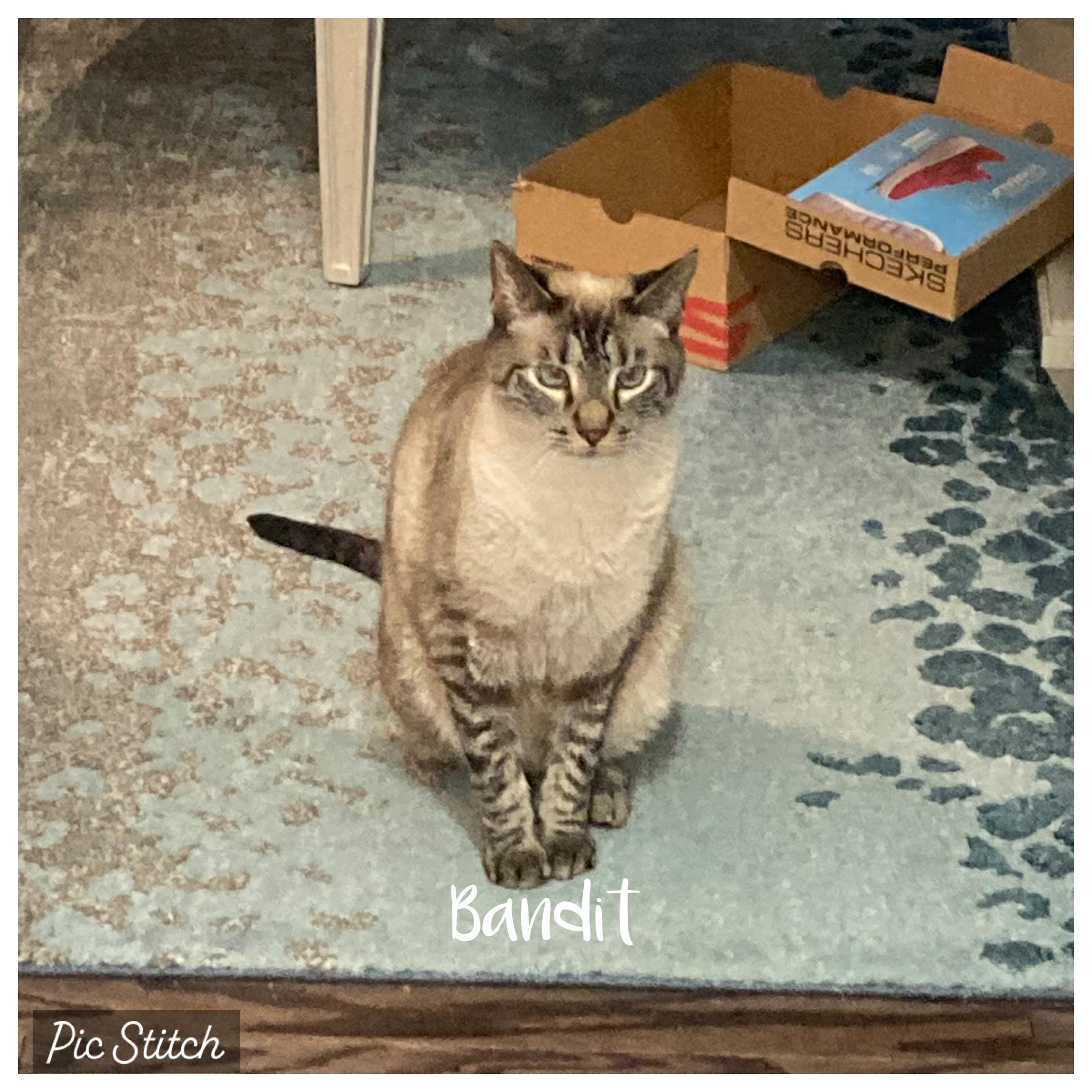 Cat for adoption - Smokey & The Bandit, a Siamese in Tuscaloosa, AL ...