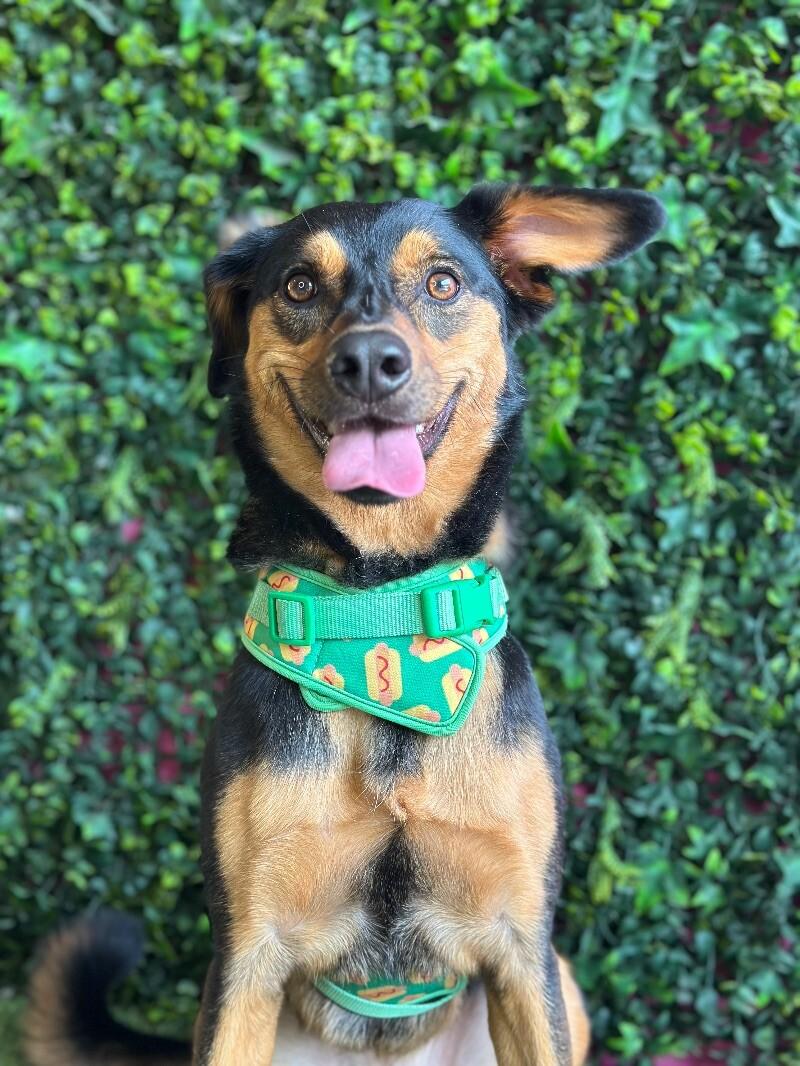 Dog for adoption - Zara, a German Pinscher Mix in Whittier, CA | Petfinder