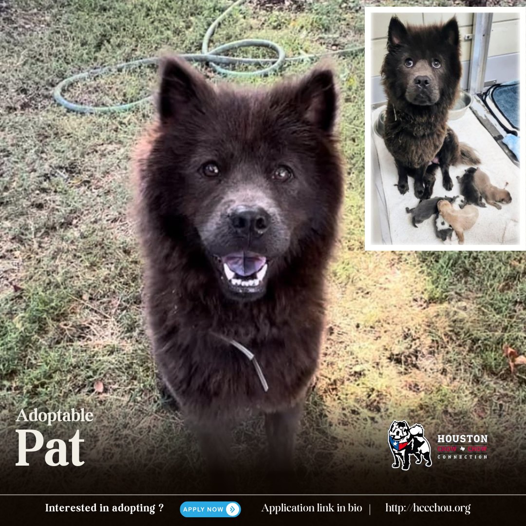 Dog for adoption - Pat Benepawr, a Chow Chow in Pensacola, FL | Petfinder