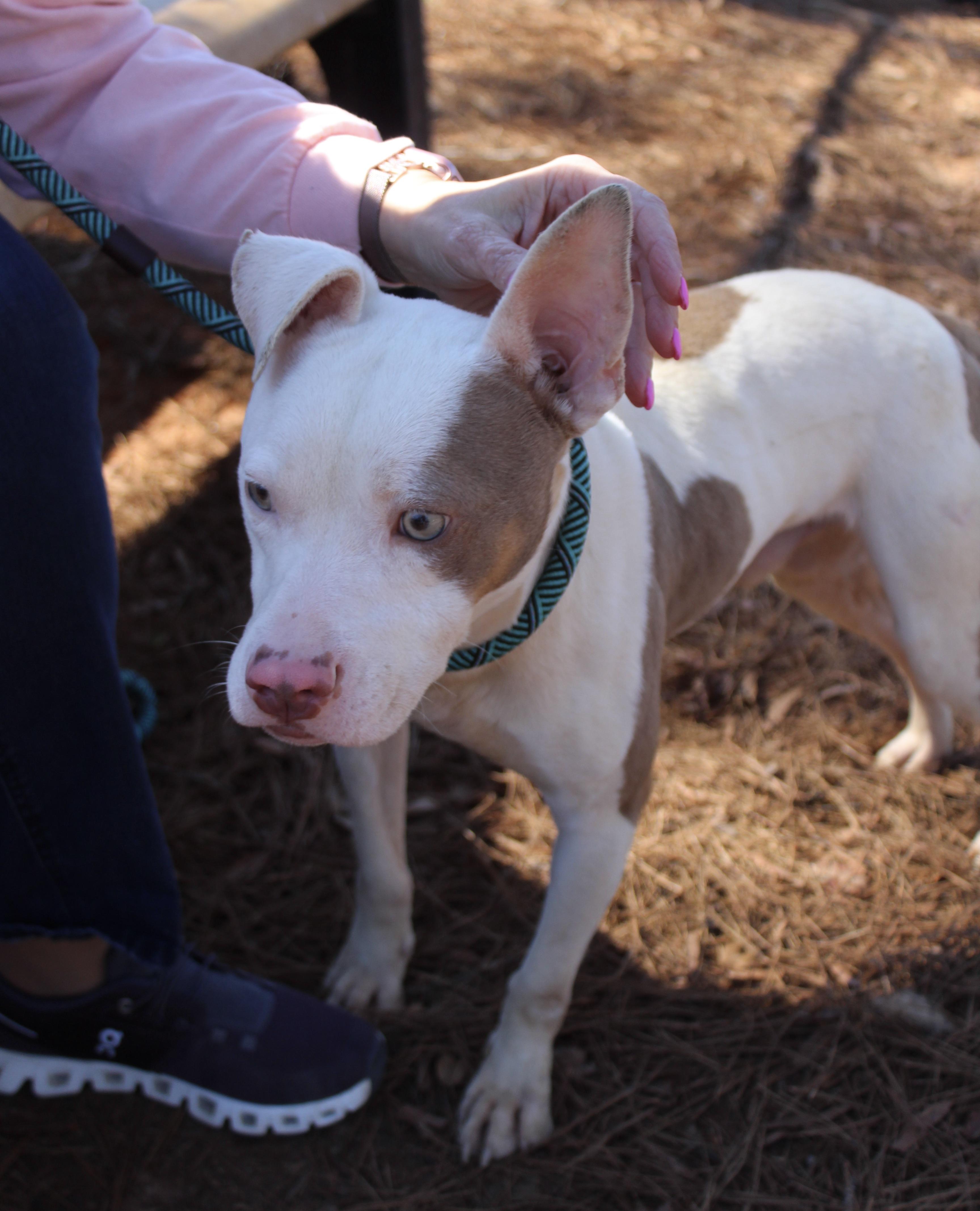Dog for adoption - Boss, a Pit Bull Terrier Mix in Pell City, AL ...