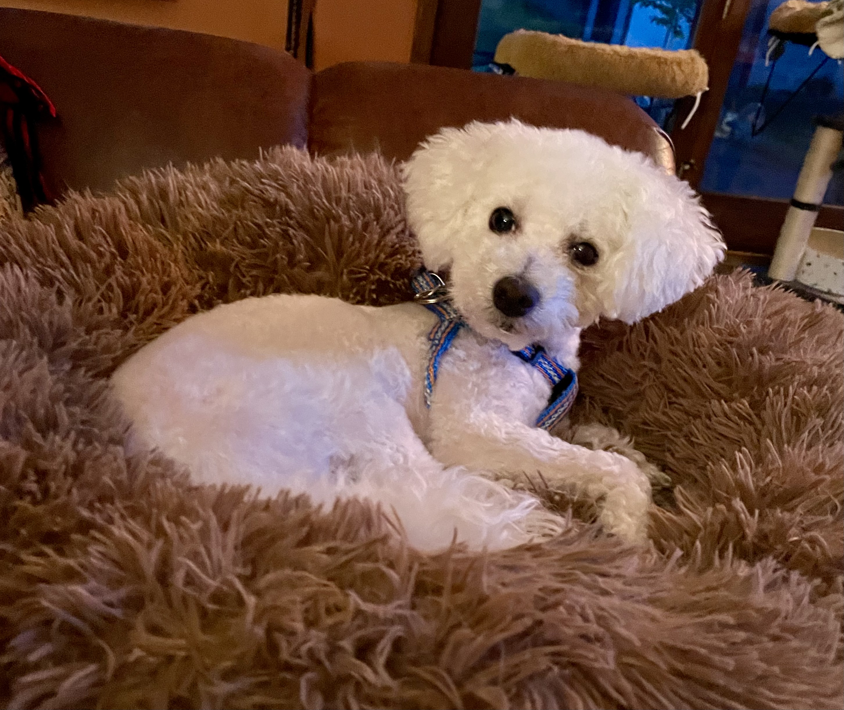 Dogs for Adoption MN | Adopt a Dog in Minnesota | Pet Haven