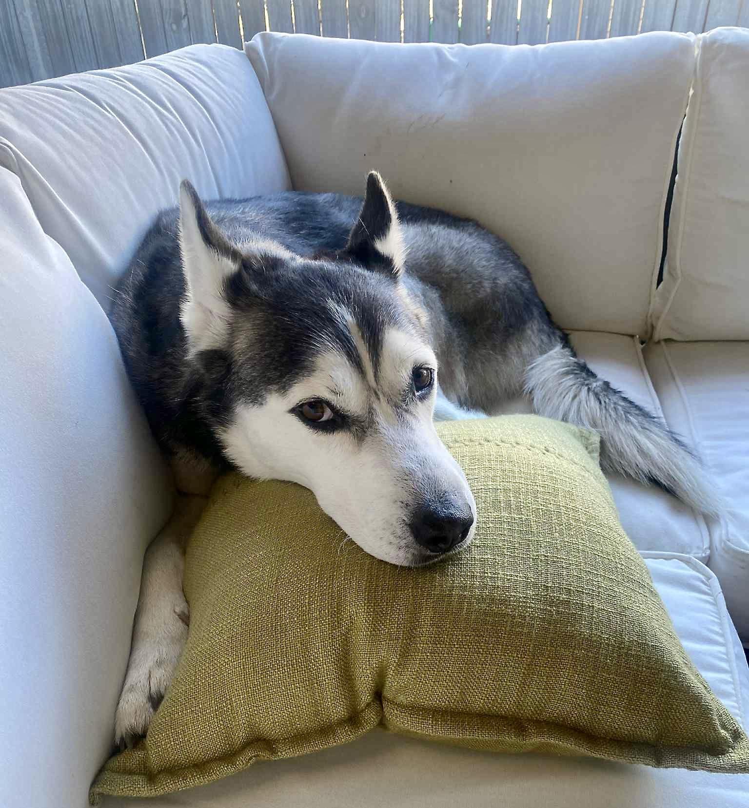 Dog for adoption - Nanook, a Husky Mix in Fredericksburg, VA | Petfinder