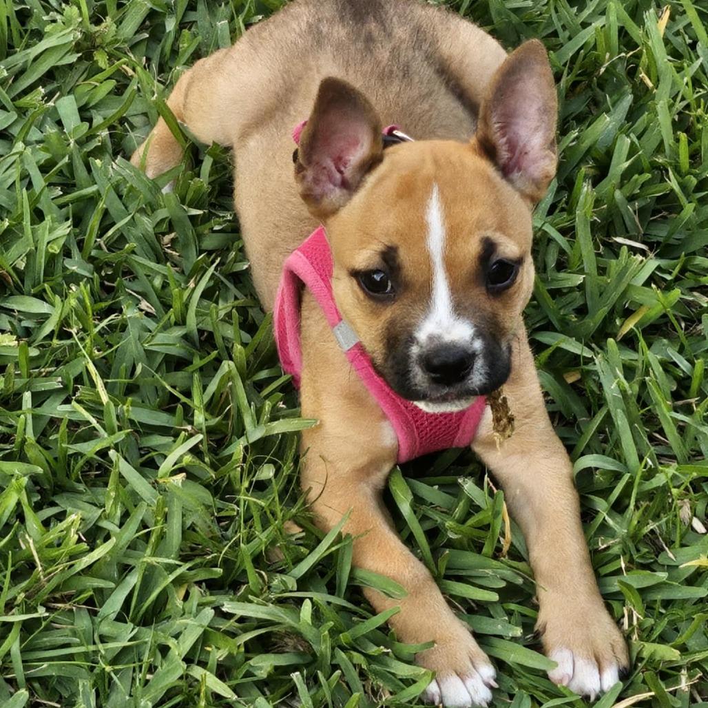 Dog for adoption - Chupacabra, a Cattle Dog Mix in Portland, OR | Petfinder