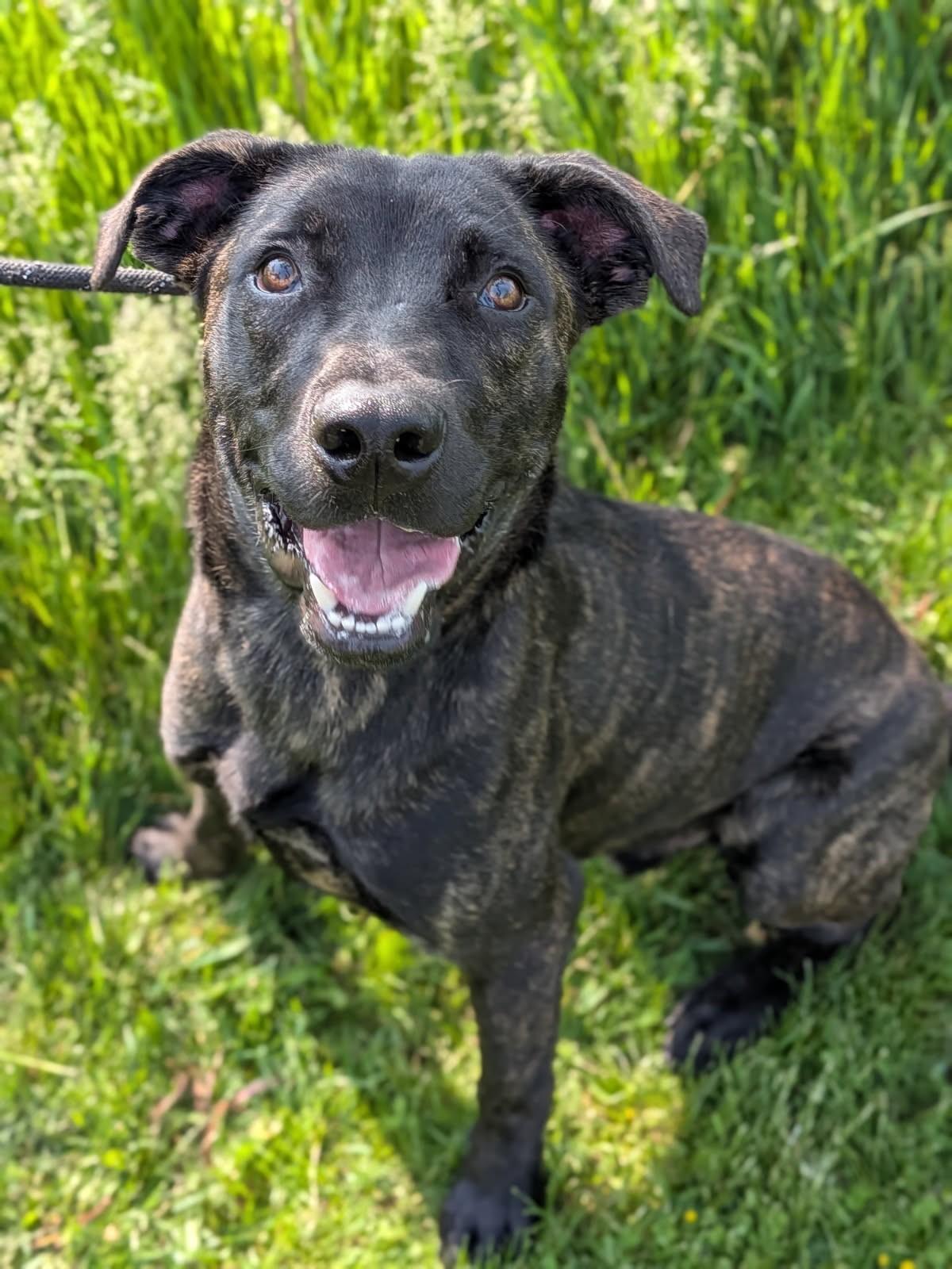 Dog for adoption - Jupiter, a Dutch Shepherd & Labrador Retriever Mix ...