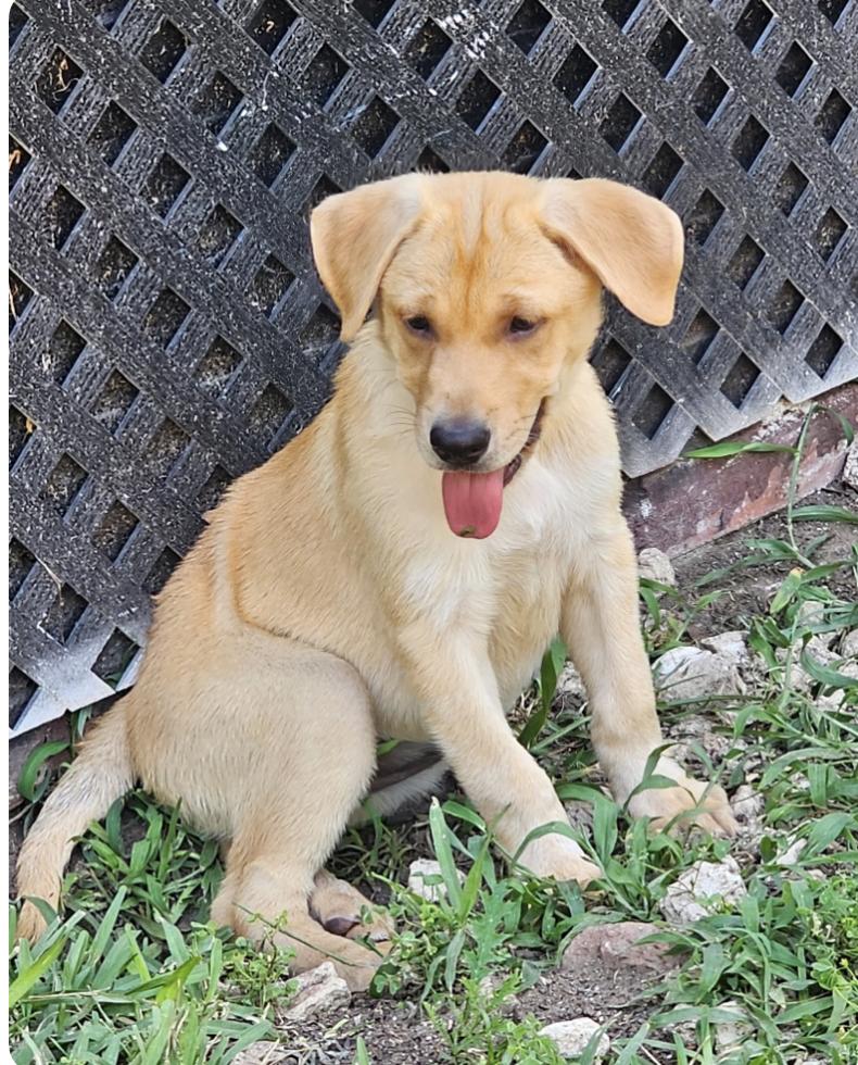 Dog for adoption - Violet - sweet, shy, shepsky, a German Shepherd Dog ...