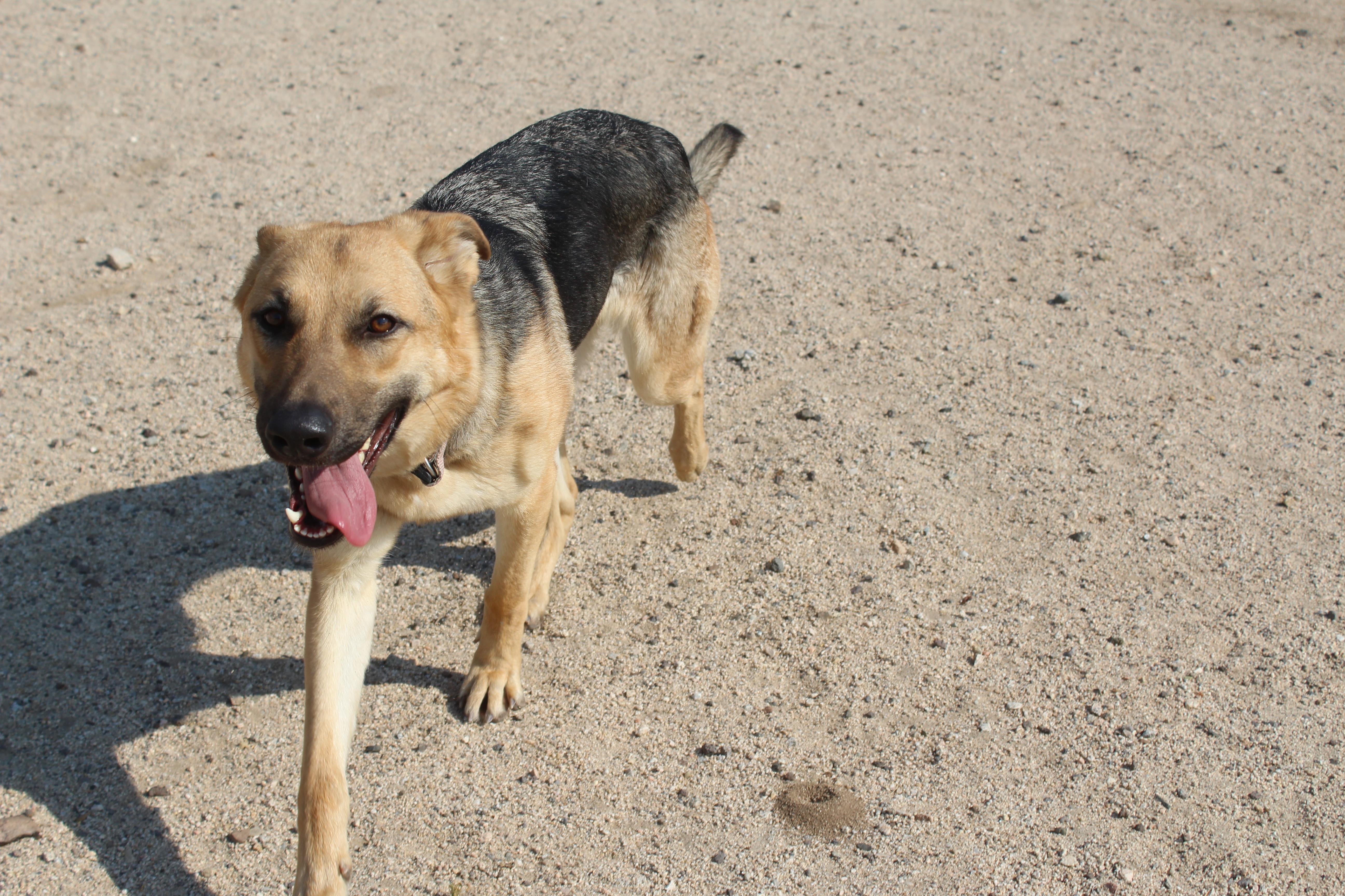 Dog for adoption - Suzy Q, a German Shepherd Dog in Yucca Valley, CA ...