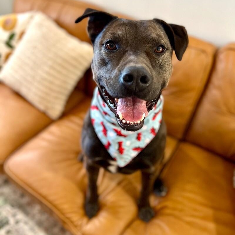 Dog for adoption - Poo-Ka Nacua Wants to Love You, a Labrador Retriever ...