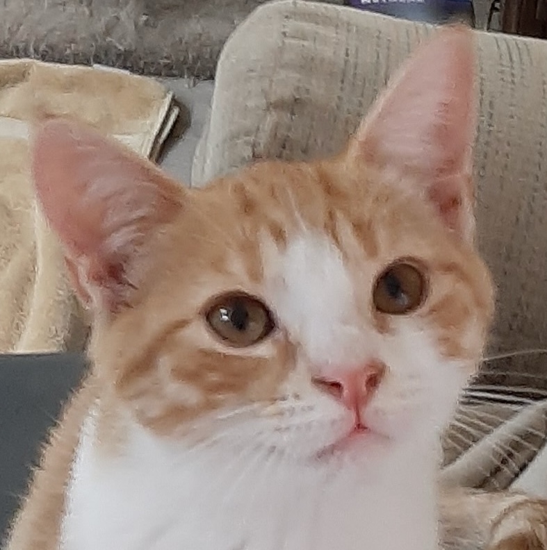 Available Cats and Kittens - Johnston County Animal Protection League ...