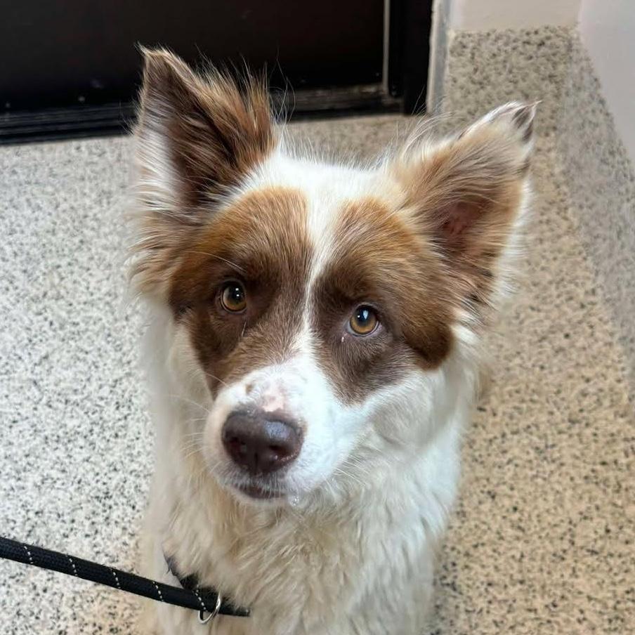Dog for adoption - Nisha, an Australian Shepherd Mix in Cumming, GA ...