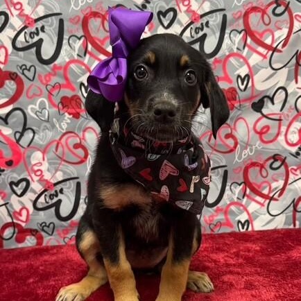 Dog for adoption - Sweet Tart, a Beagle & Coonhound Mix in Sparta, NJ ...