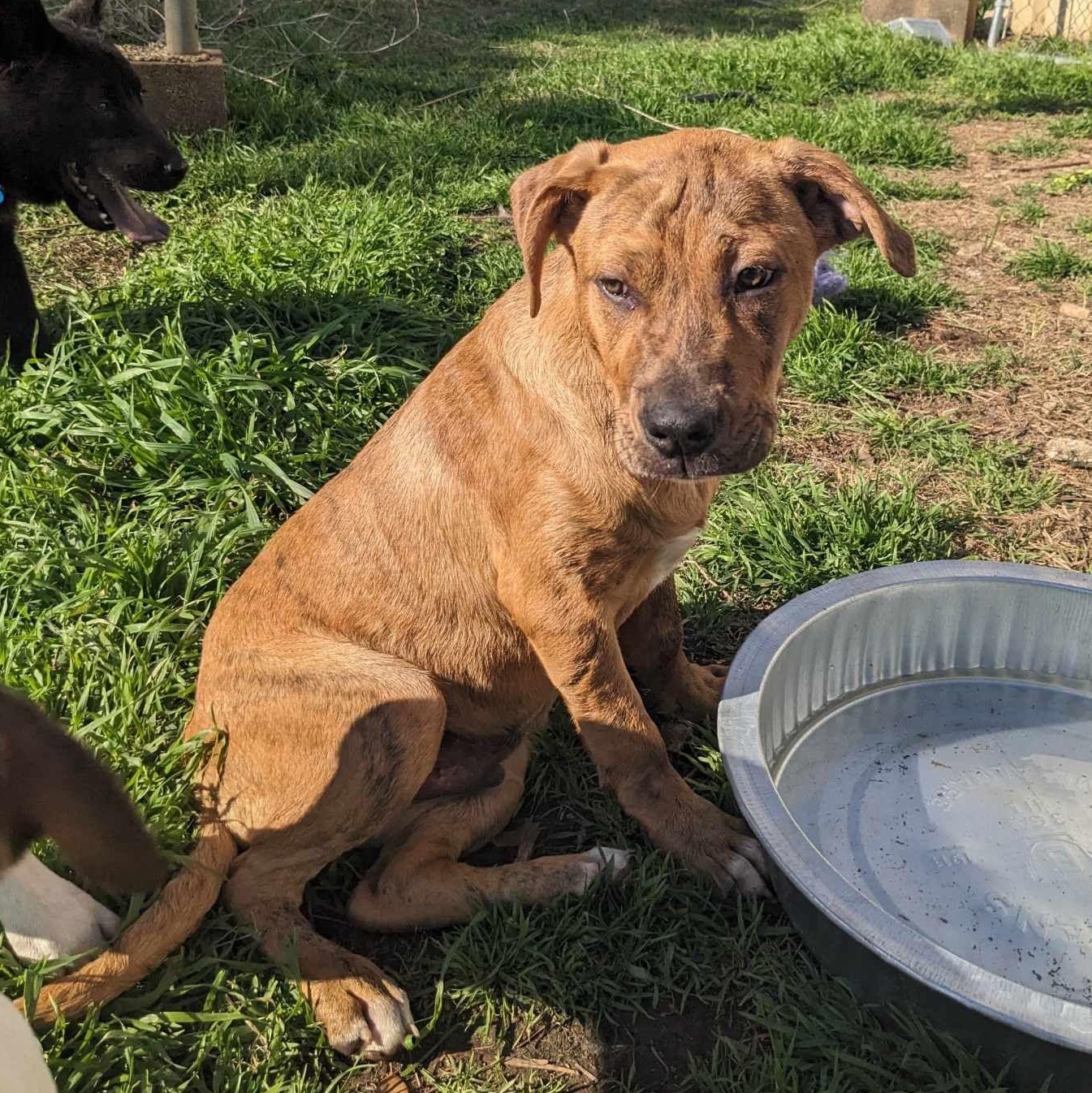 Dog for adoption - Termite, a Pit Bull Terrier & Labrador Retriever Mix ...