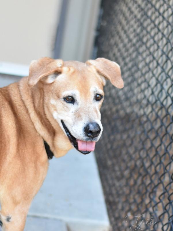 Dog for adoption - Goldie, a Labrador Retriever Mix in Bensalem, PA | Petfinder