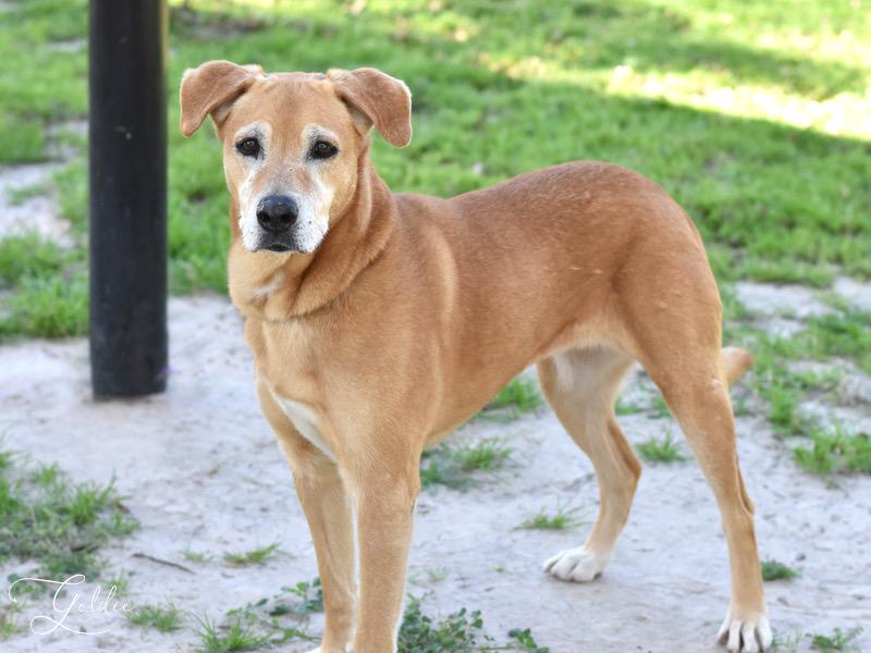 Dog for adoption - Goldie, a Labrador Retriever Mix in Bensalem, PA | Petfinder