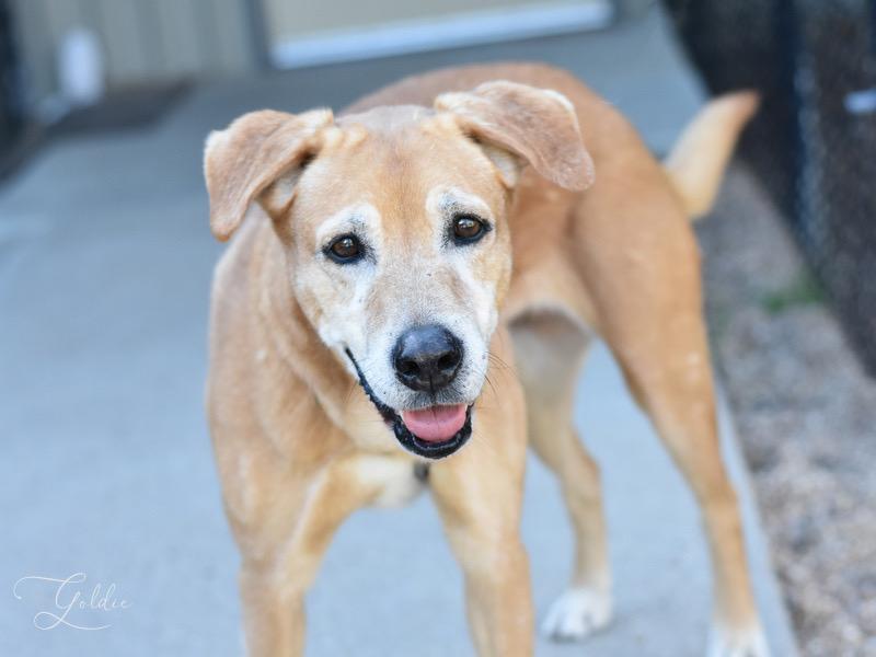 Dog for adoption - Goldie, a Labrador Retriever Mix in Bensalem, PA | Petfinder