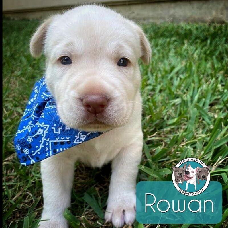 Dog for adoption - Rowan Flower Power, a Husky & Labrador Retriever Mix ...