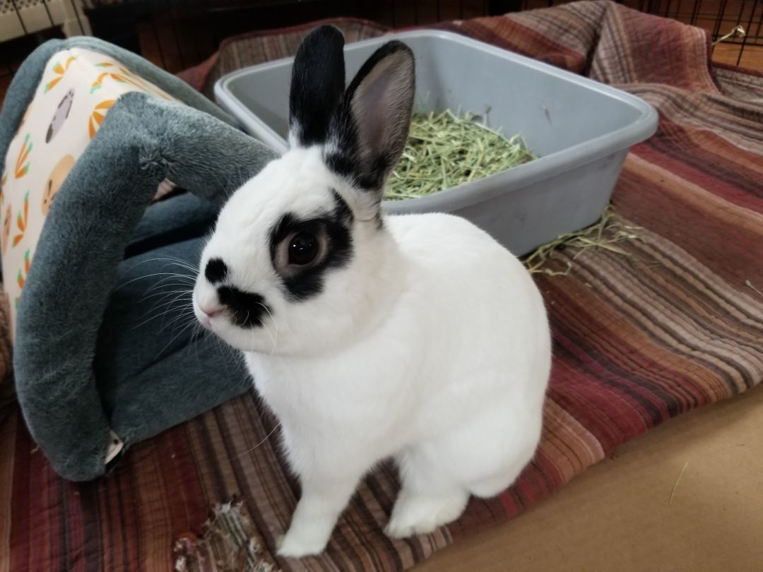 Rabbit for adoption - Flash, a Dwarf Eared in Teaneck, NJ | Petfinder