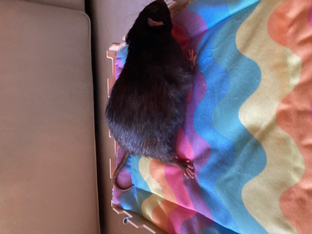 Rat for adoption - Wolverine and Magneto, a Rat in Phoenix, AZ | Petfinder