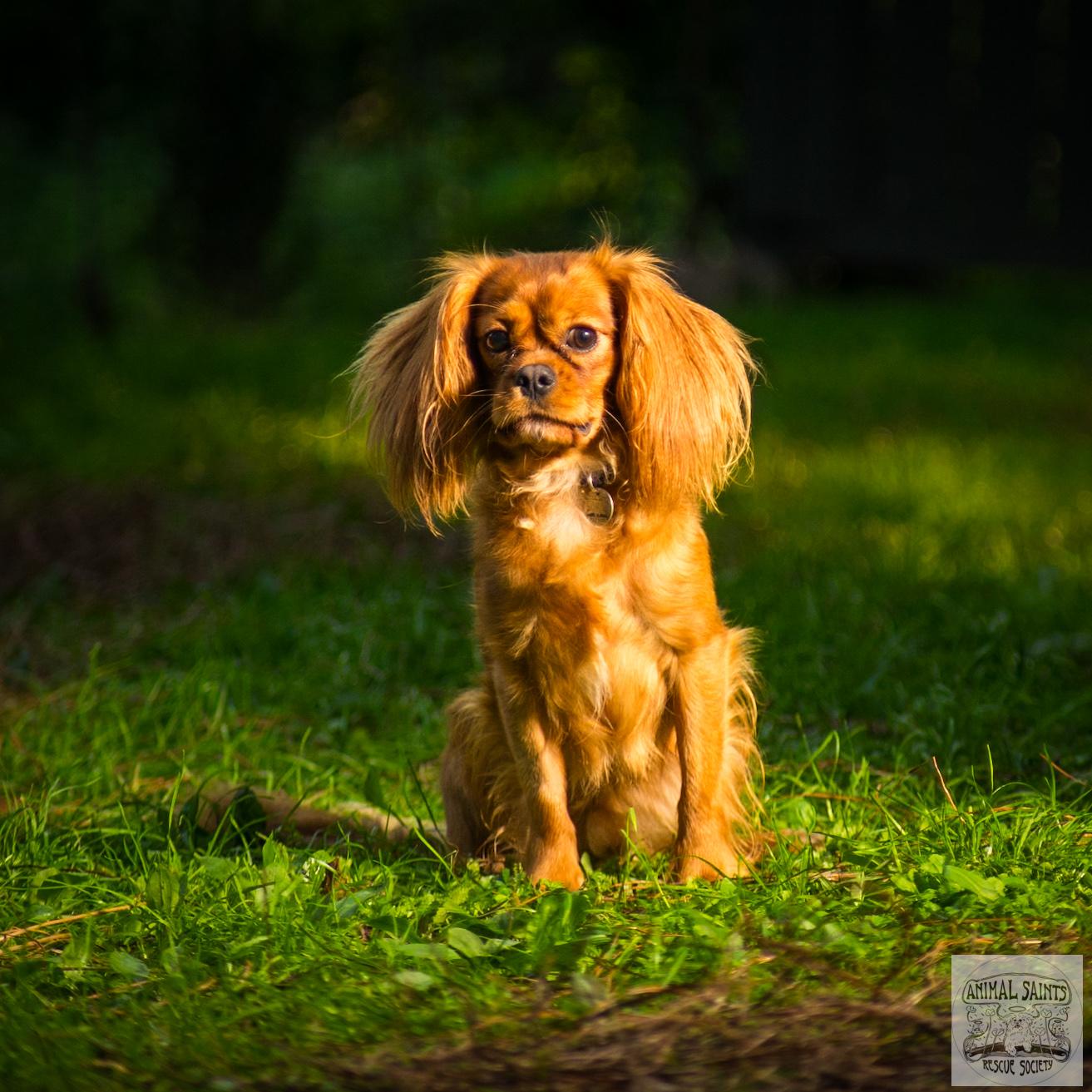 Dog for adoption - Copper, a Cavalier King Charles Spaniel in Fort ...