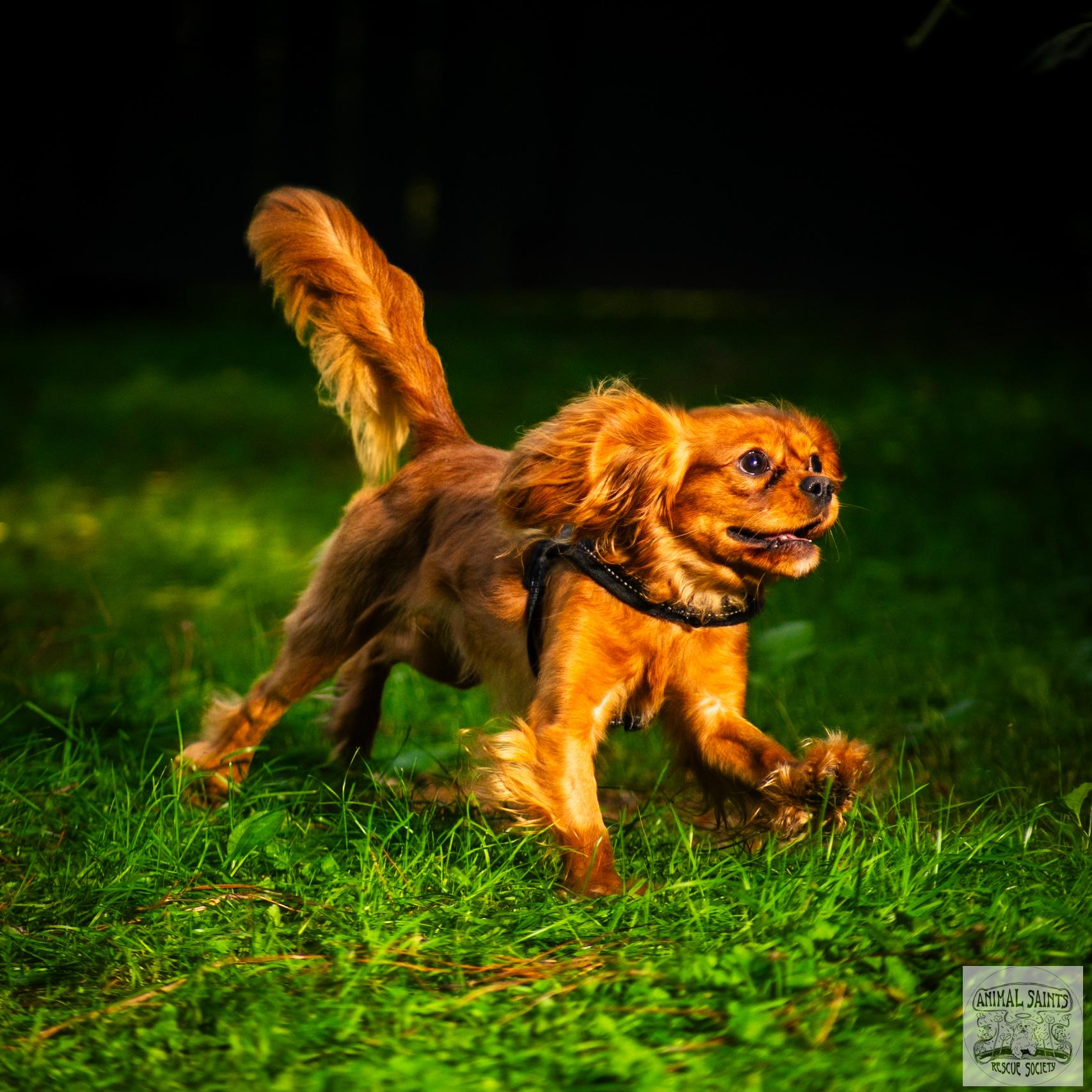 Dog for adoption - Copper, a Cavalier King Charles Spaniel in Fort ...