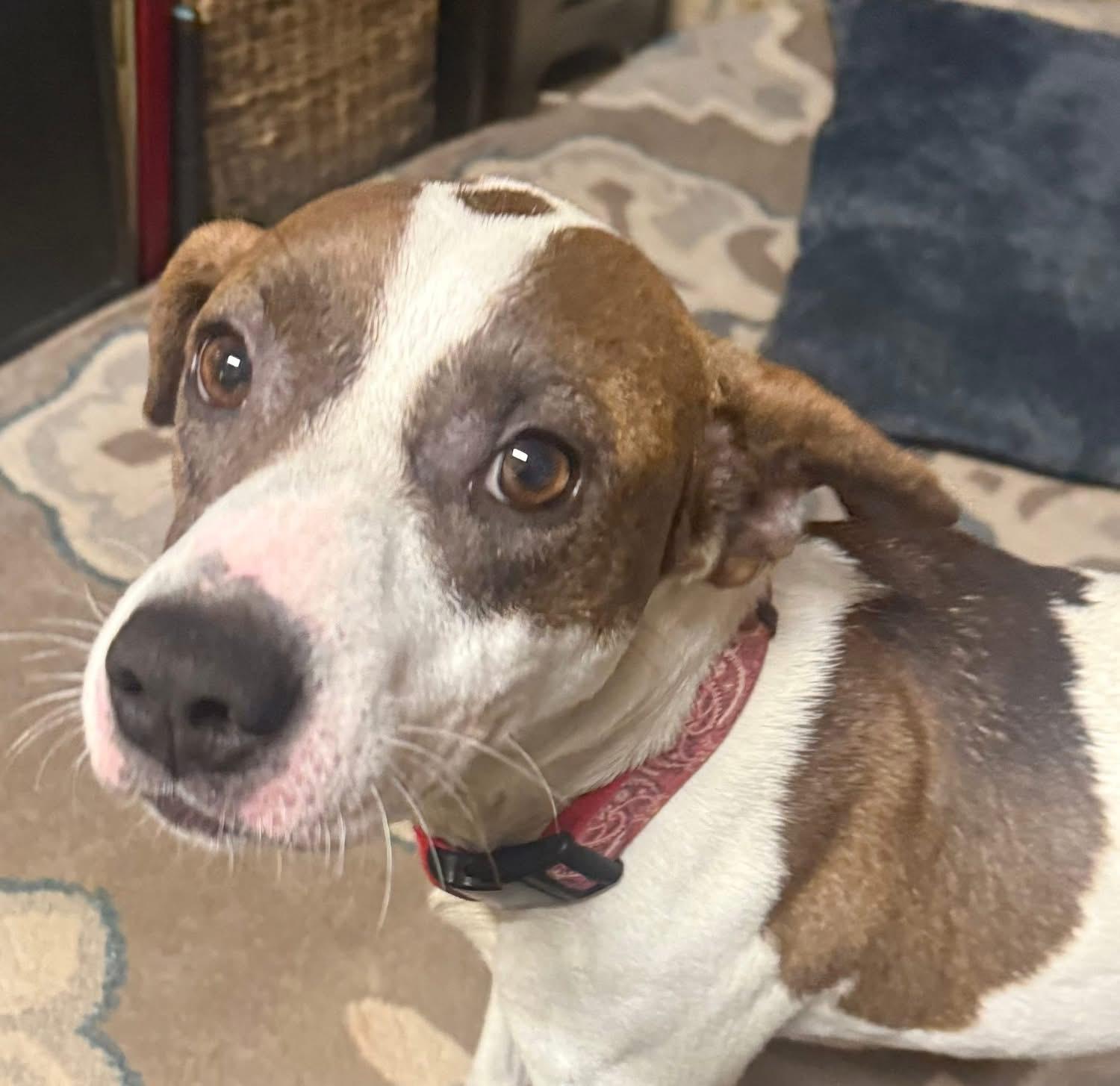Dog for adoption - BAYLI - Sponsored Fee!!, a Pit Bull Terrier in ...