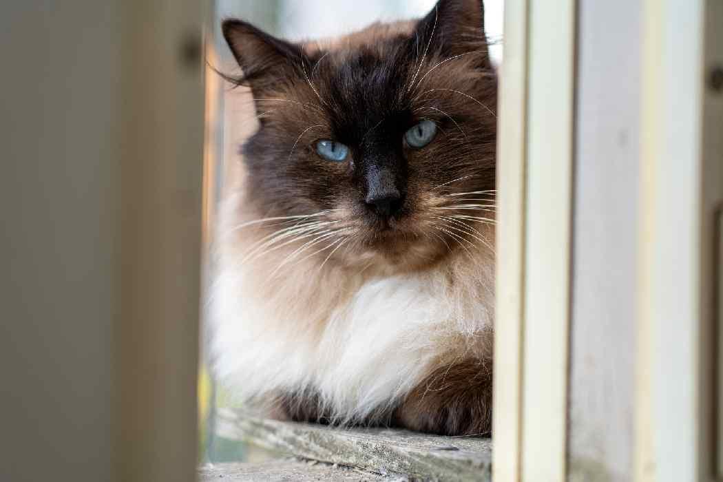 Cat for adoption - BRADLY, a Himalayan & Domestic Long Hair Mix in ...