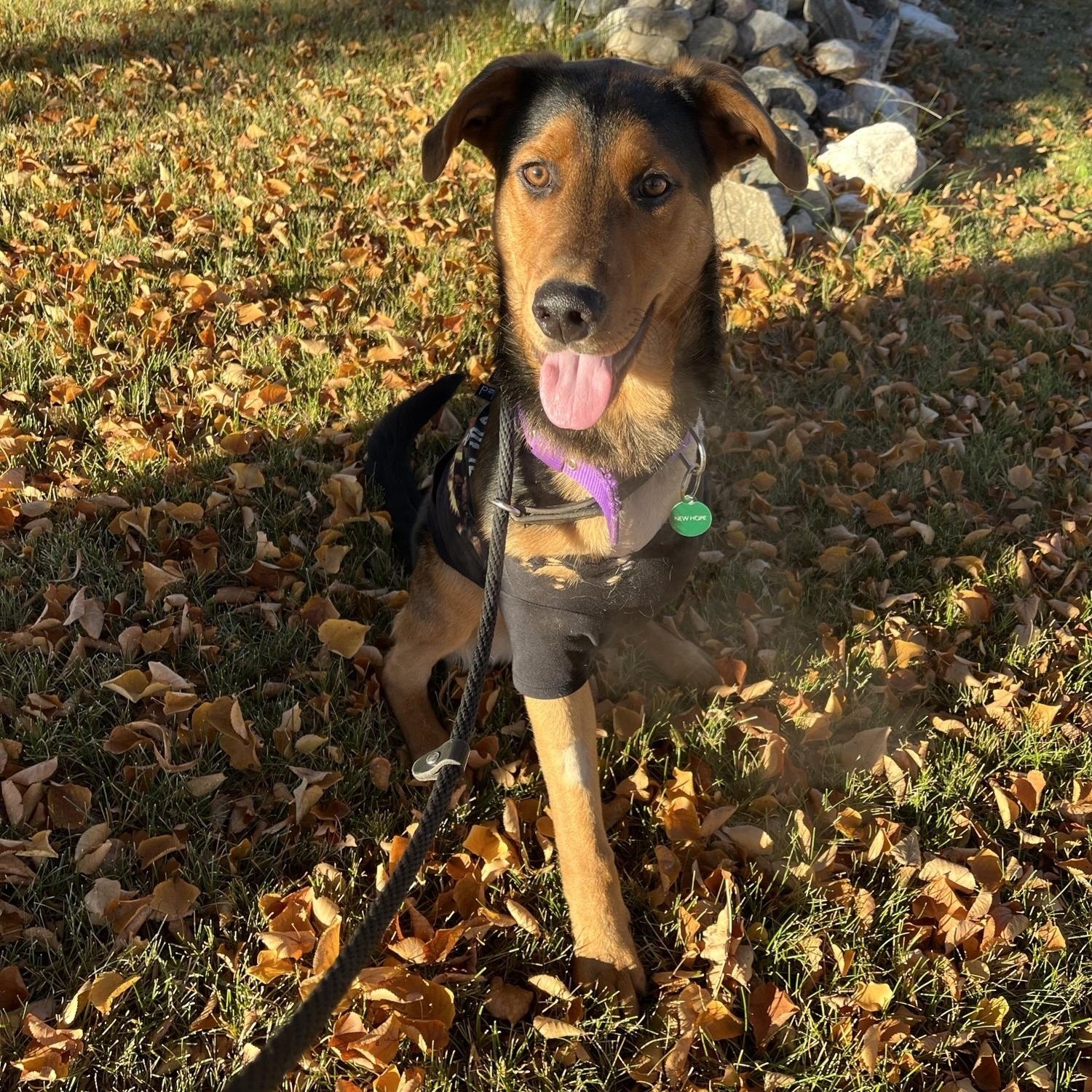 Available for Adoption - New Hope Dog Rescue