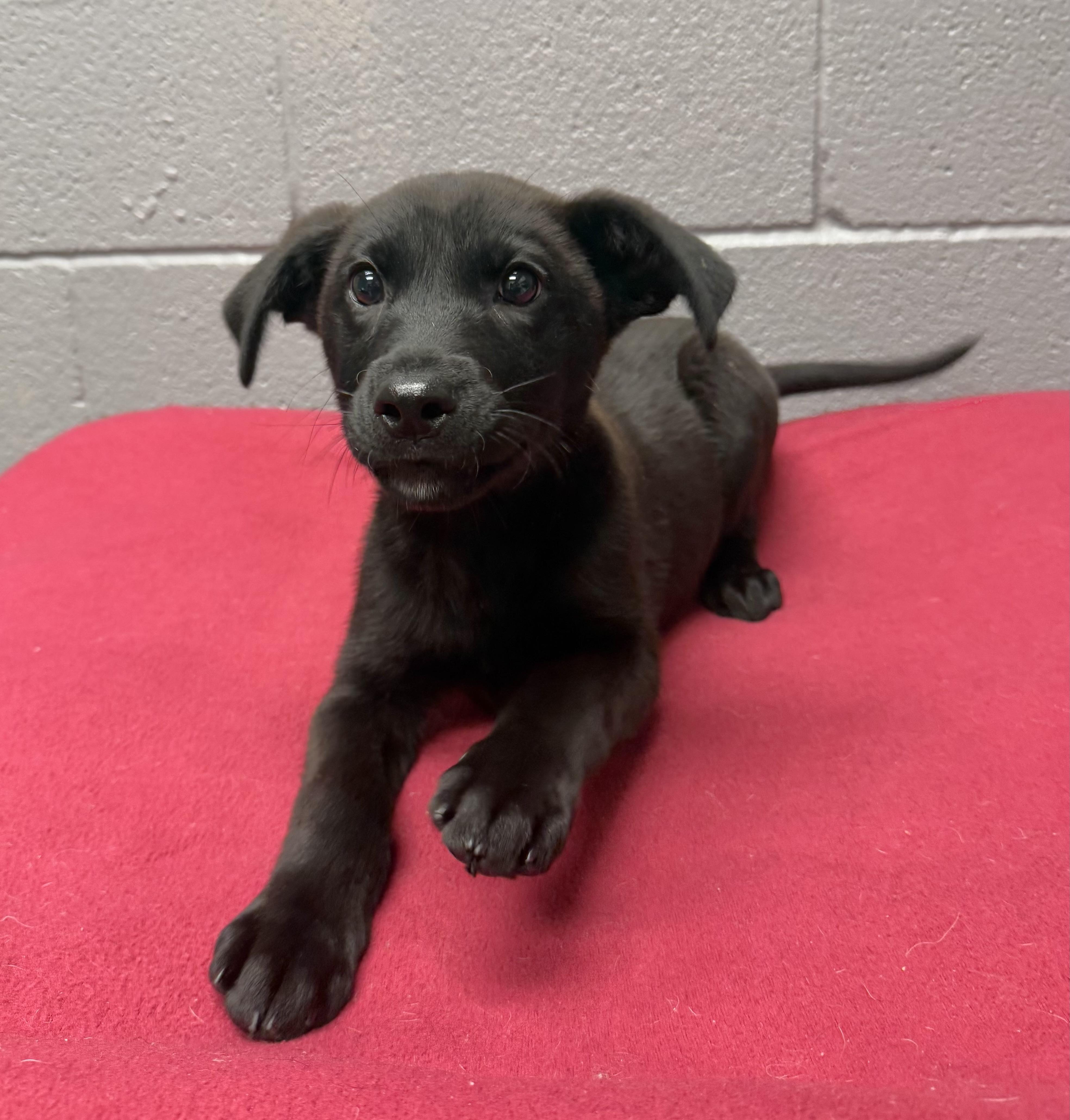 Dog for adoption - Pluto, a Black Labrador Retriever in Denver, CO | Petfinder