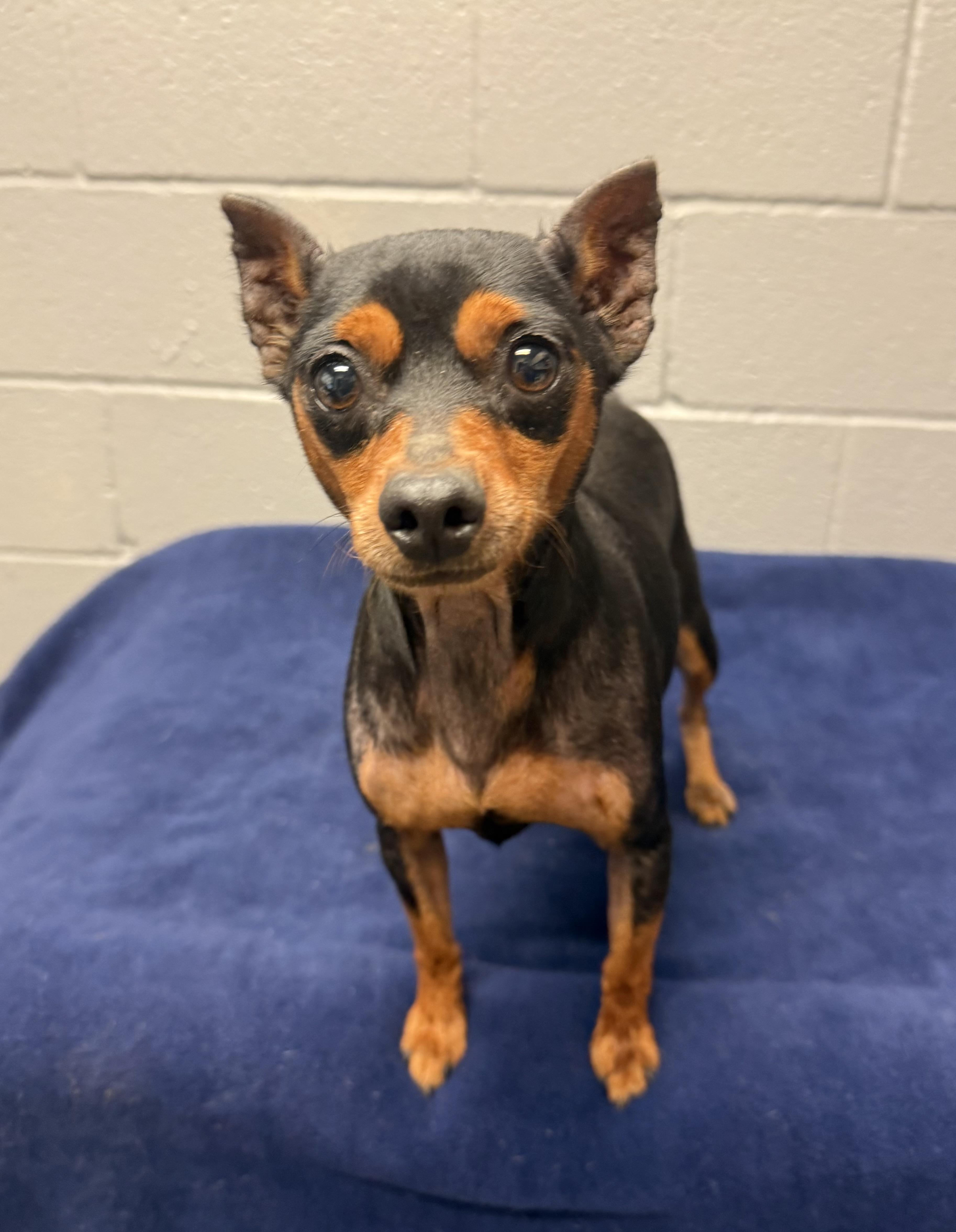 Dog for adoption - Bitsy, a Miniature Pinscher in Denver, CO | Petfinder