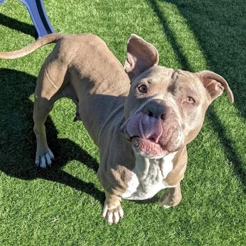 Dog for adoption - Terry, a Pit Bull Terrier in Portage, WI | Petfinder