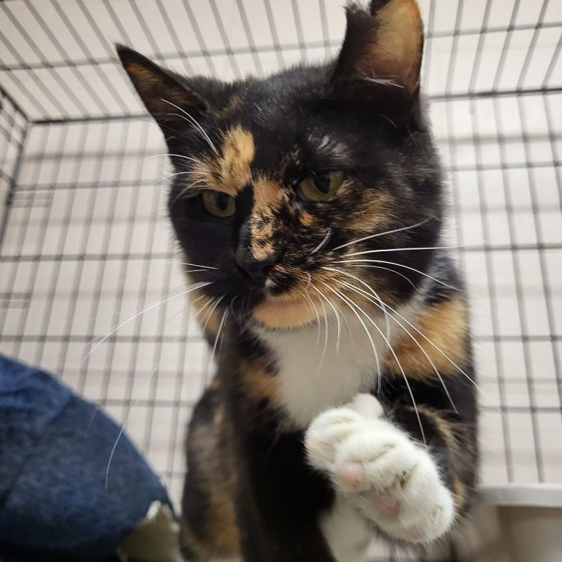 Cat for adoption - Evangeline, a Domestic Short Hair Mix in Chilton, WI ...