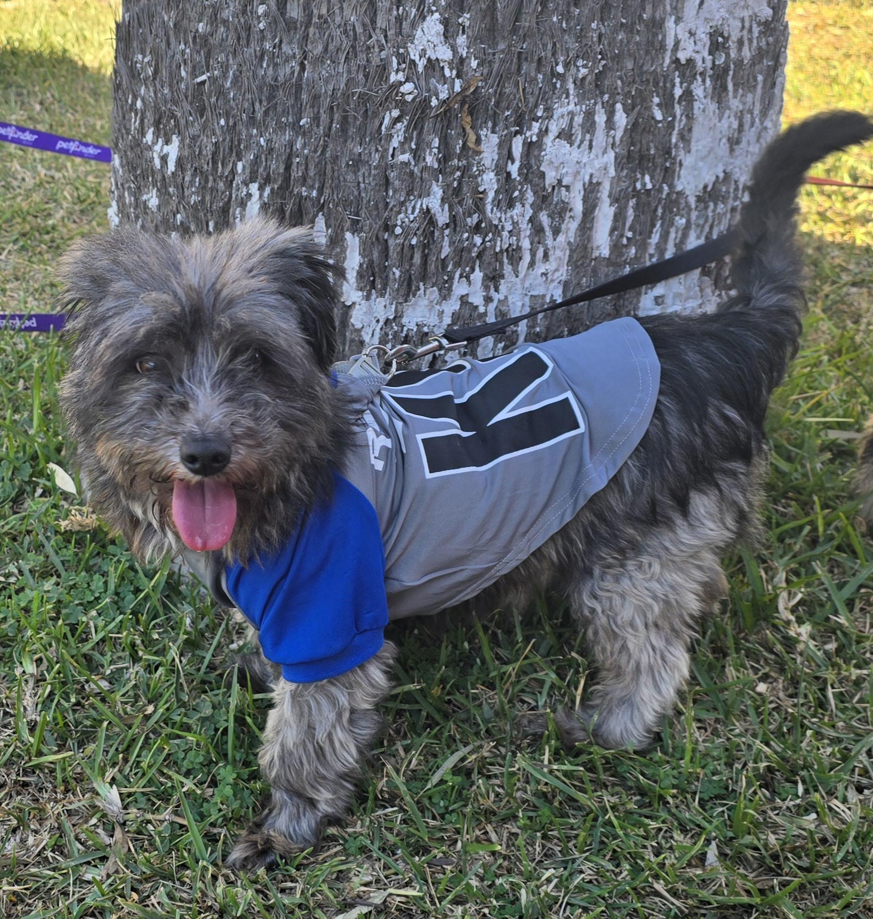 Dog for adoption - Sammi, a Miniature Poodle & Lhasa Apso Mix in ...