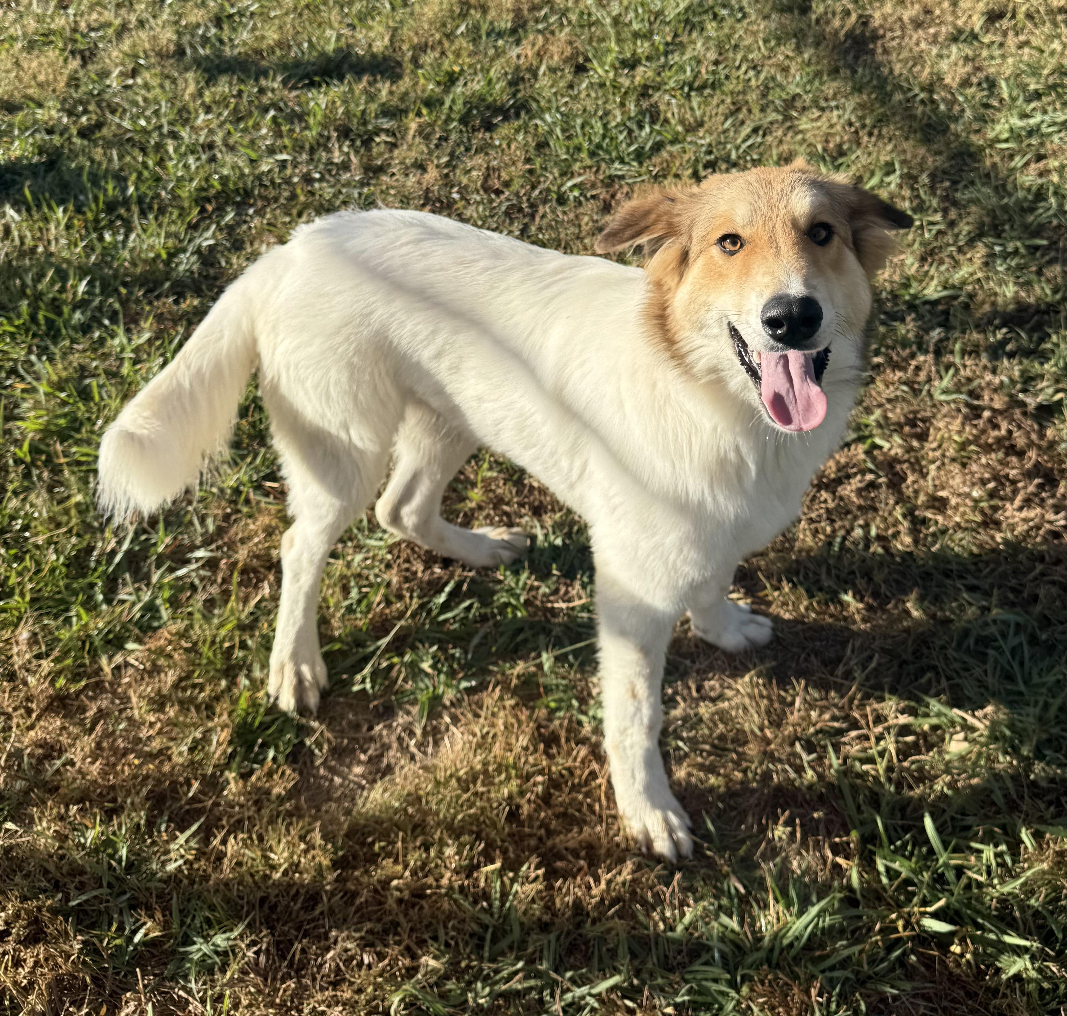 Dog for adoption - Darcy, a Rough Collie Mix in Chesterton, IN | Petfinder